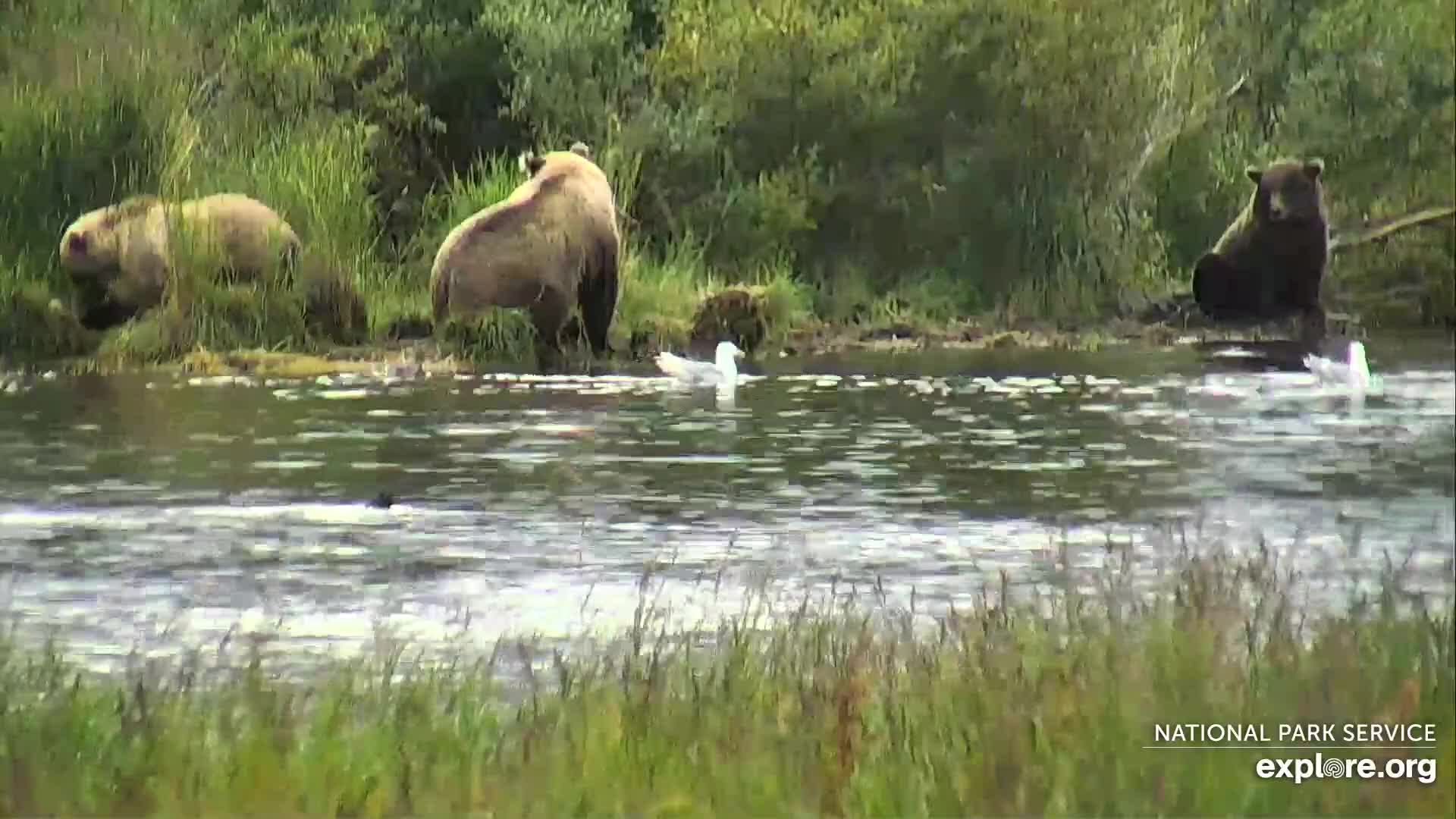 River Watch Bear Cam Snapshot taken by Jopaws | Explore.org