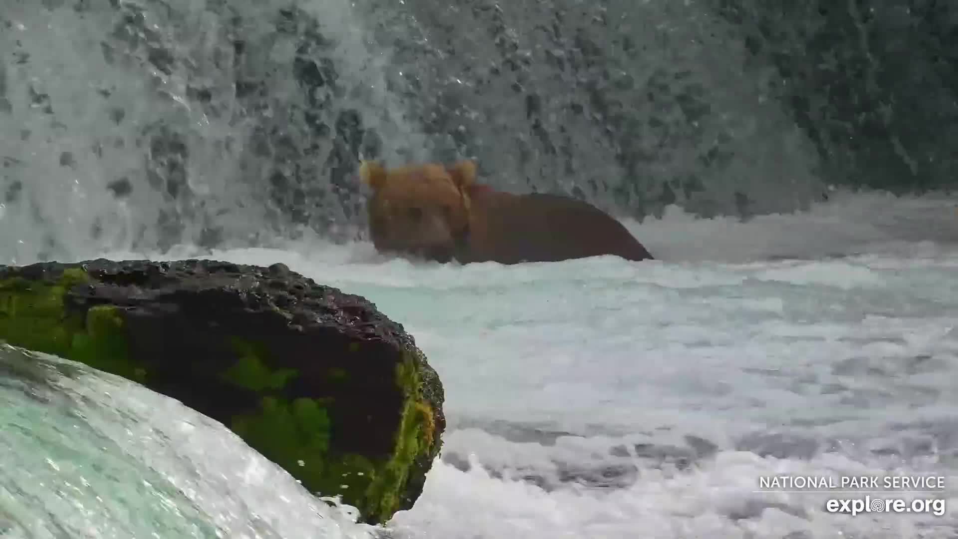 Disqus - Brown Bear Cam - Brooks Falls in Katmai National Park ...