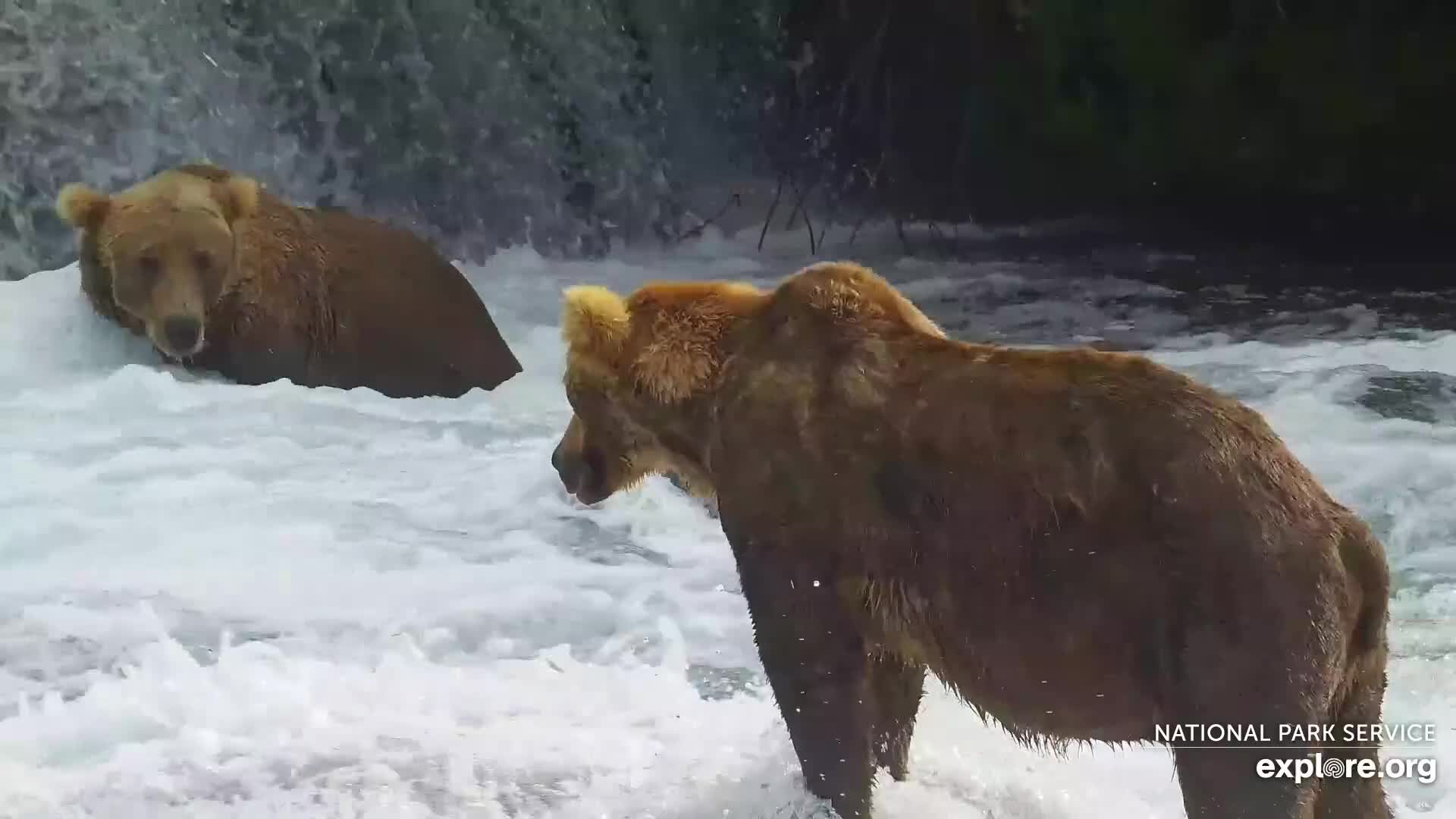 Disqus - Brown Bear Cam - Brooks Falls in Katmai National Park ...