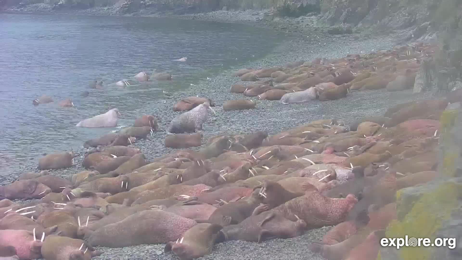 Pacific Walrus Beach Snapshot taken by DrewBlanton | Explore.org