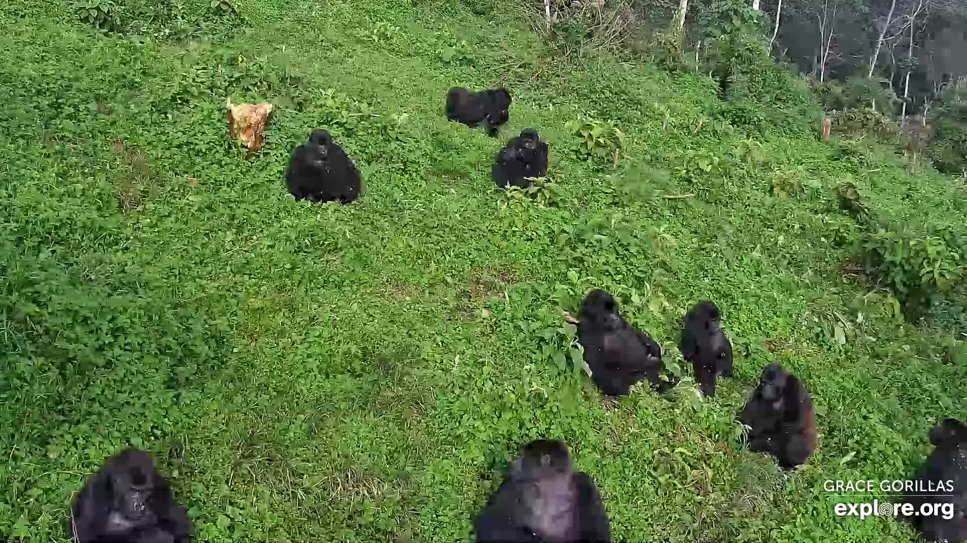 Gorilla Forest Corridor Snapshot taken by Stone | Explore.org