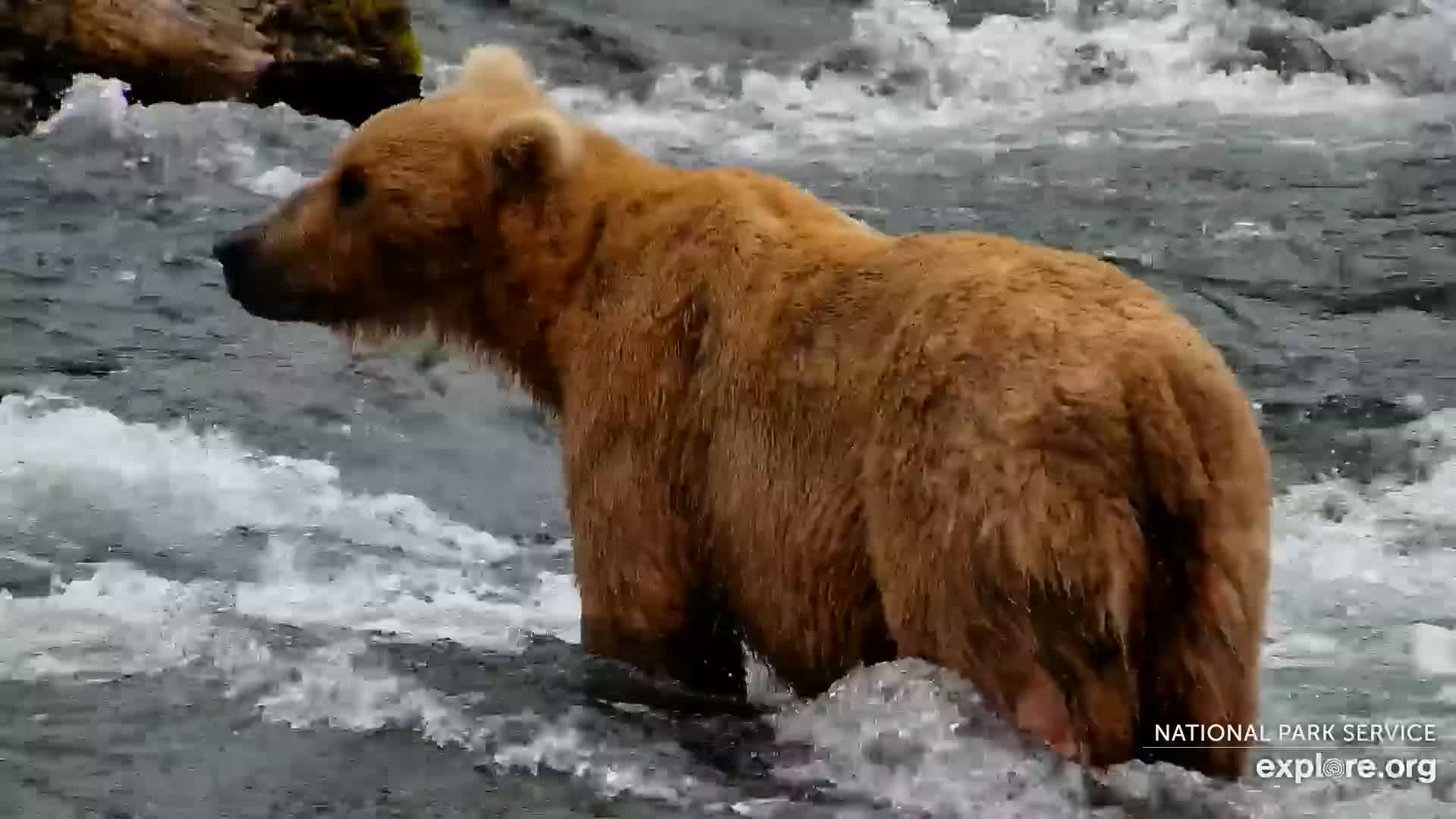 The Riffles Bear Cam Snapshot taken by CamOp Orion | Explore.org