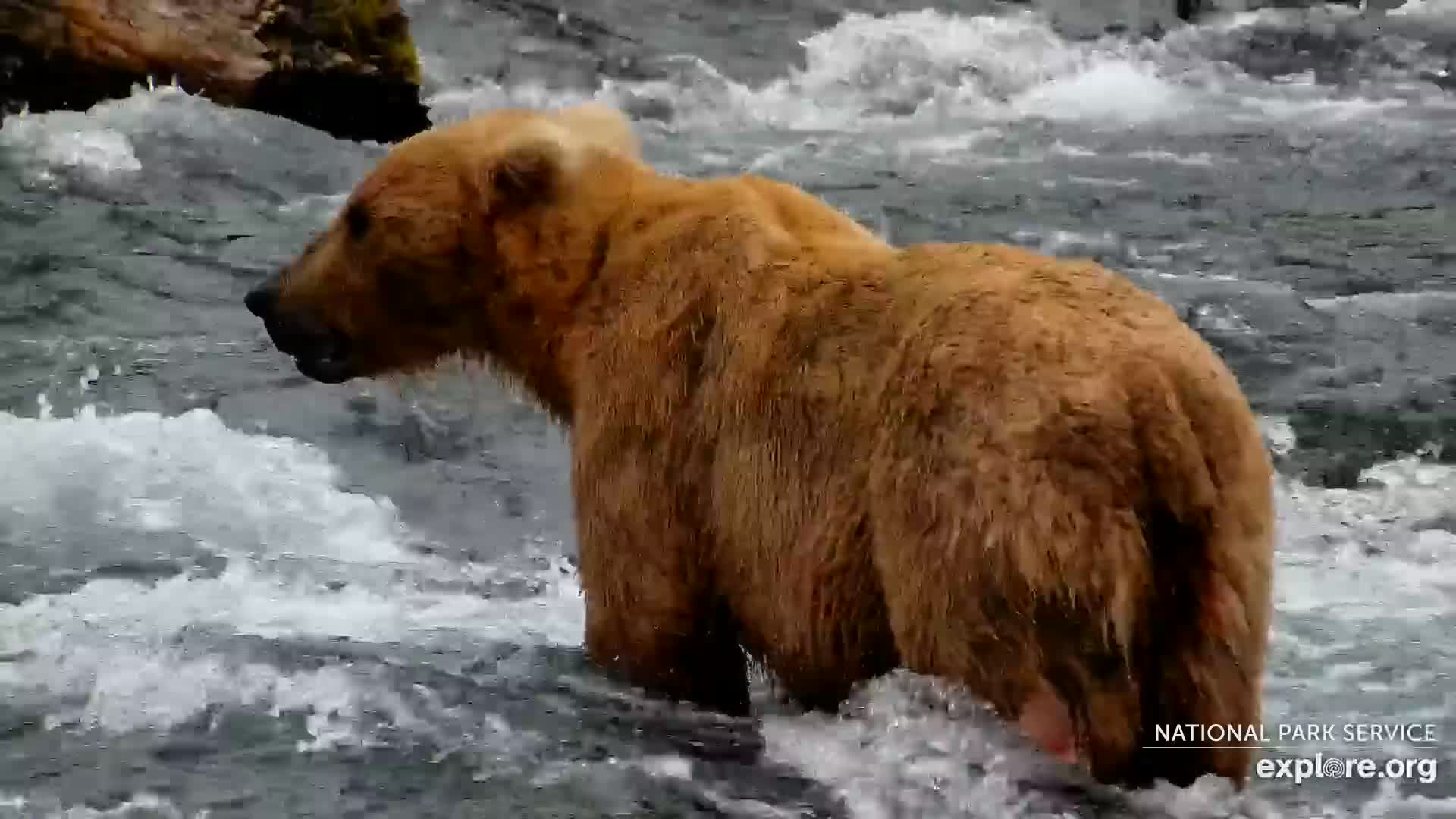 The Riffles Bear Cam Snapshot taken by JASMINE2252_BEARS | Explore.org