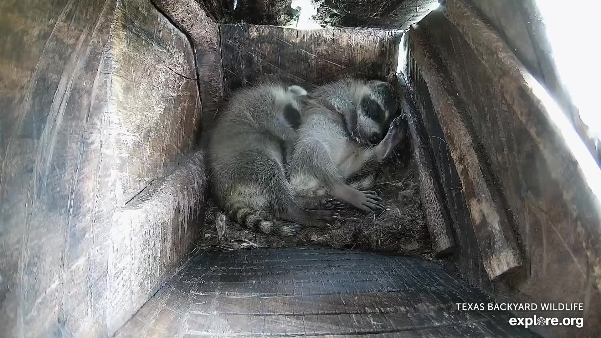 Texas Wildlife in an Austin Backyard Snapshot taken by JustBobbie ...