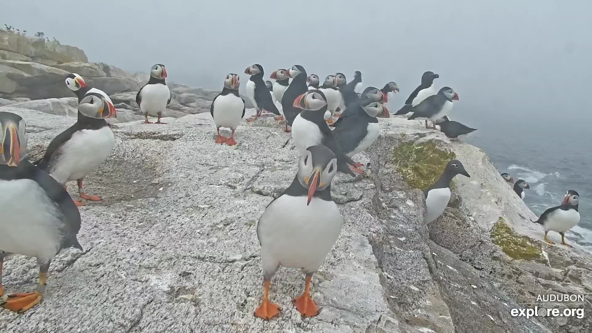 Puffin Loafing Ledge Snapshot taken by White_owl | Explore.org