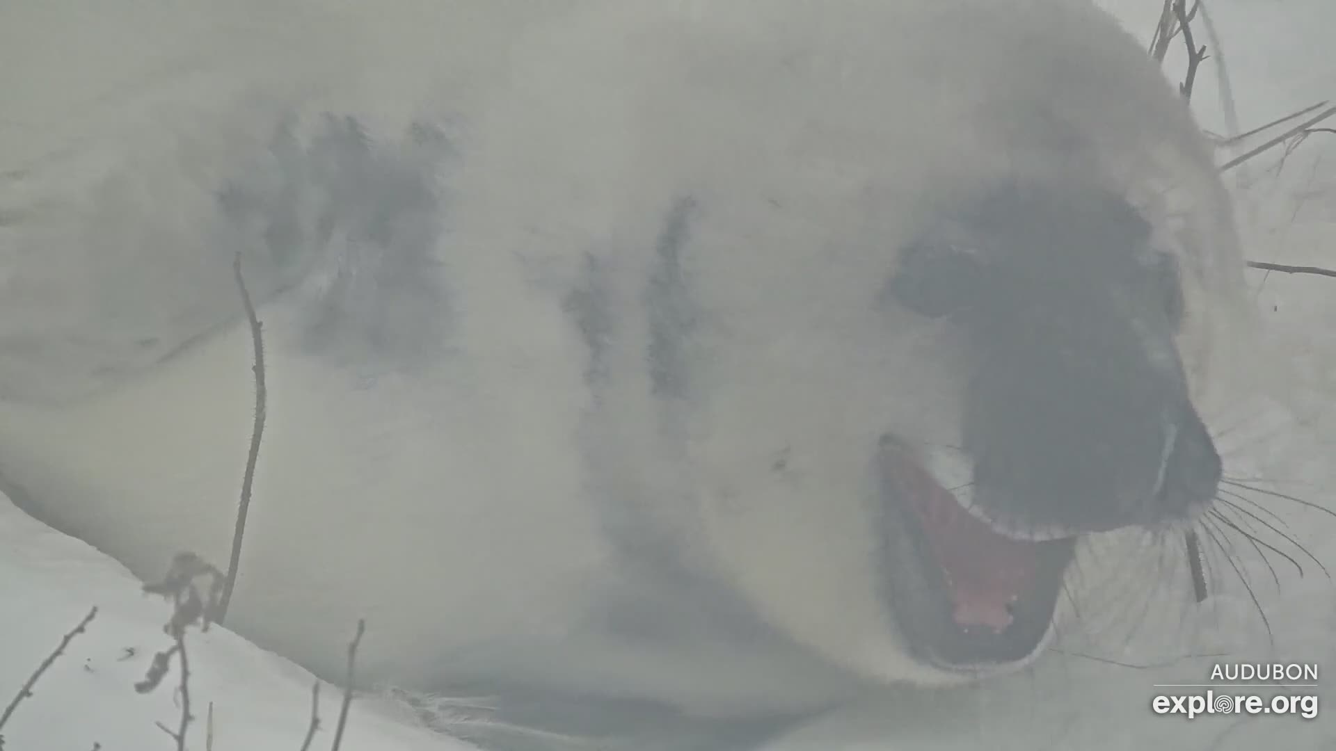 Gray Seal Pupping Snapshot taken by CamOp Scout/Moderator | Explore.org