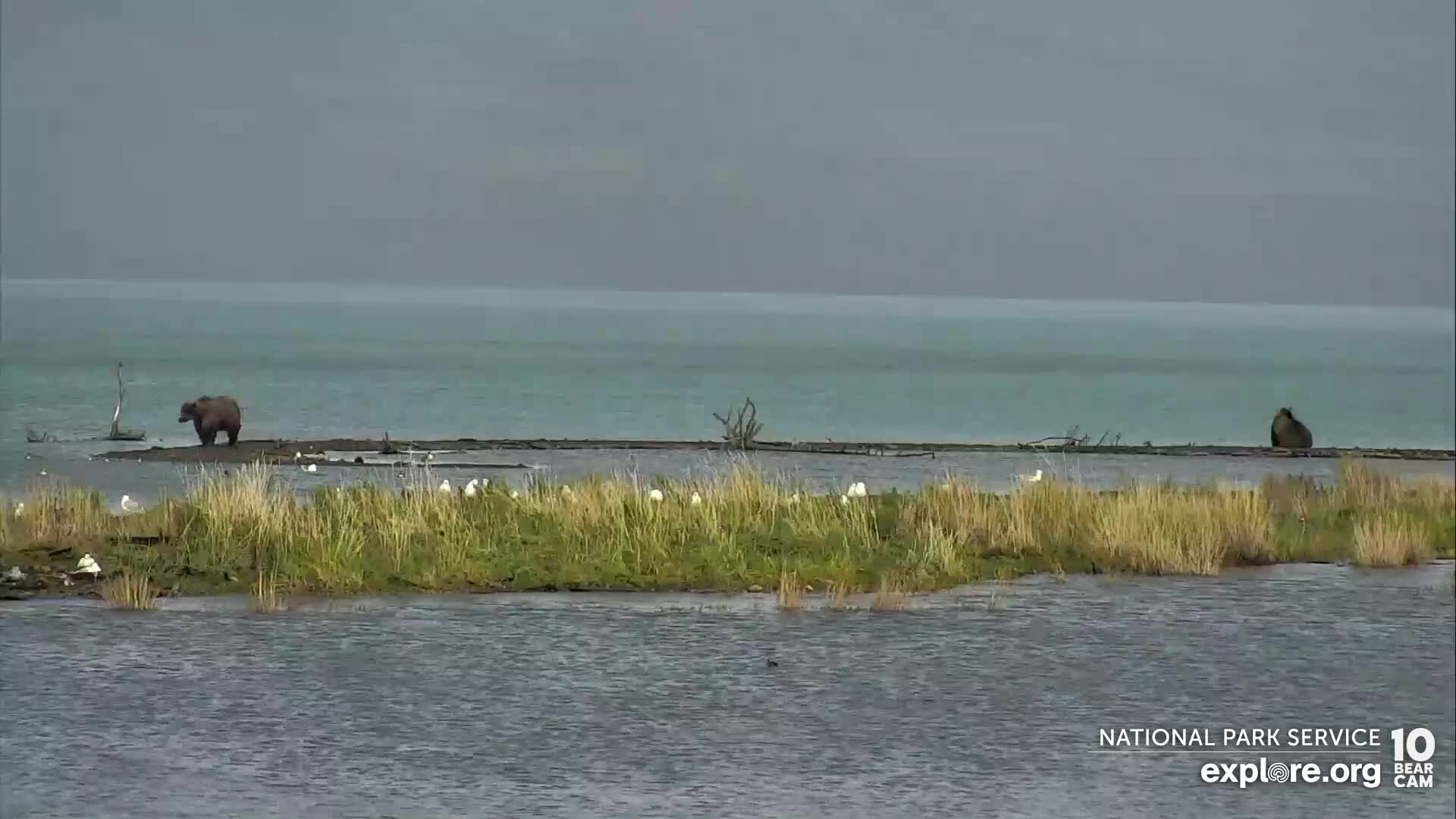 Kat's River View Snapshot taken by Corisande | Explore.org