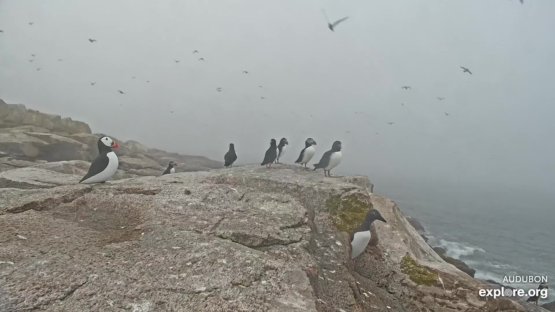 Puffin Loafing Ledge Snapshot taken by WinterRose 🥀 | Explore.org
