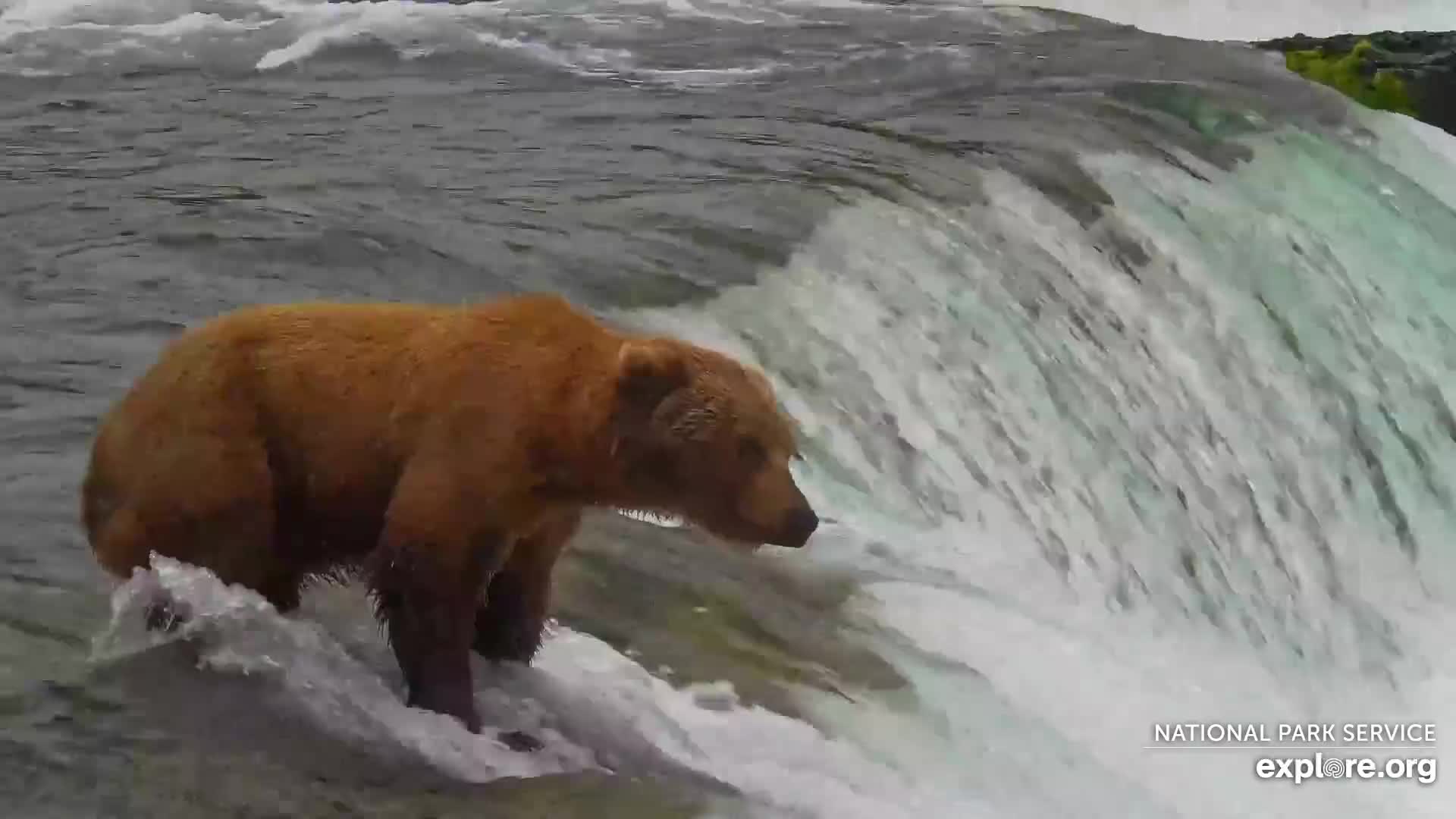 Disqus - Brown Bear Cam - Brooks Falls in Katmai National Park ...