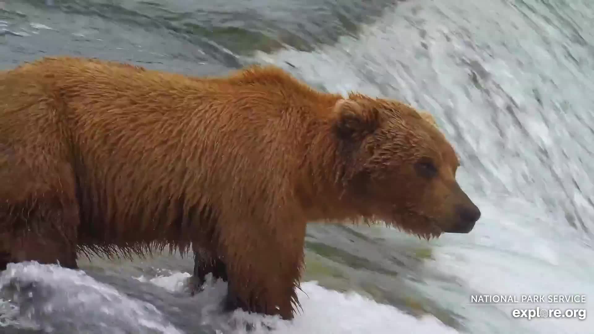Disqus - Brown Bear Cam - Brooks Falls in Katmai National Park ...