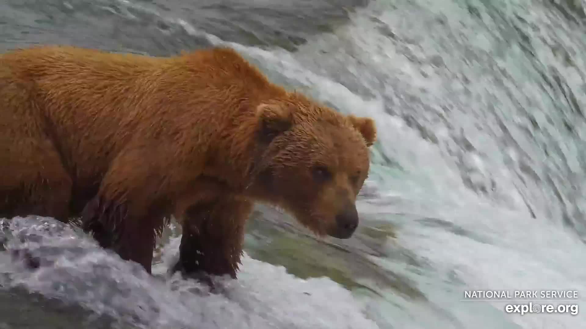 Disqus - Brown Bear Cam - Brooks Falls in Katmai National Park ...
