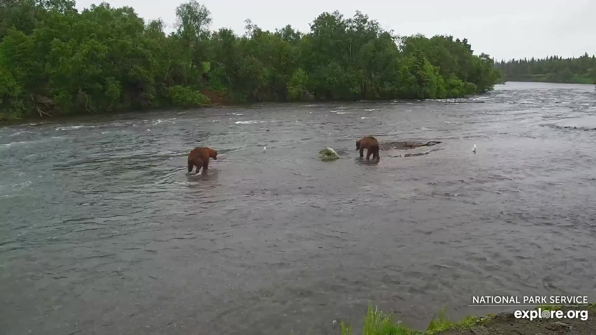 Disqus - Brown Bear Cam - Brooks Falls in Katmai National Park ...