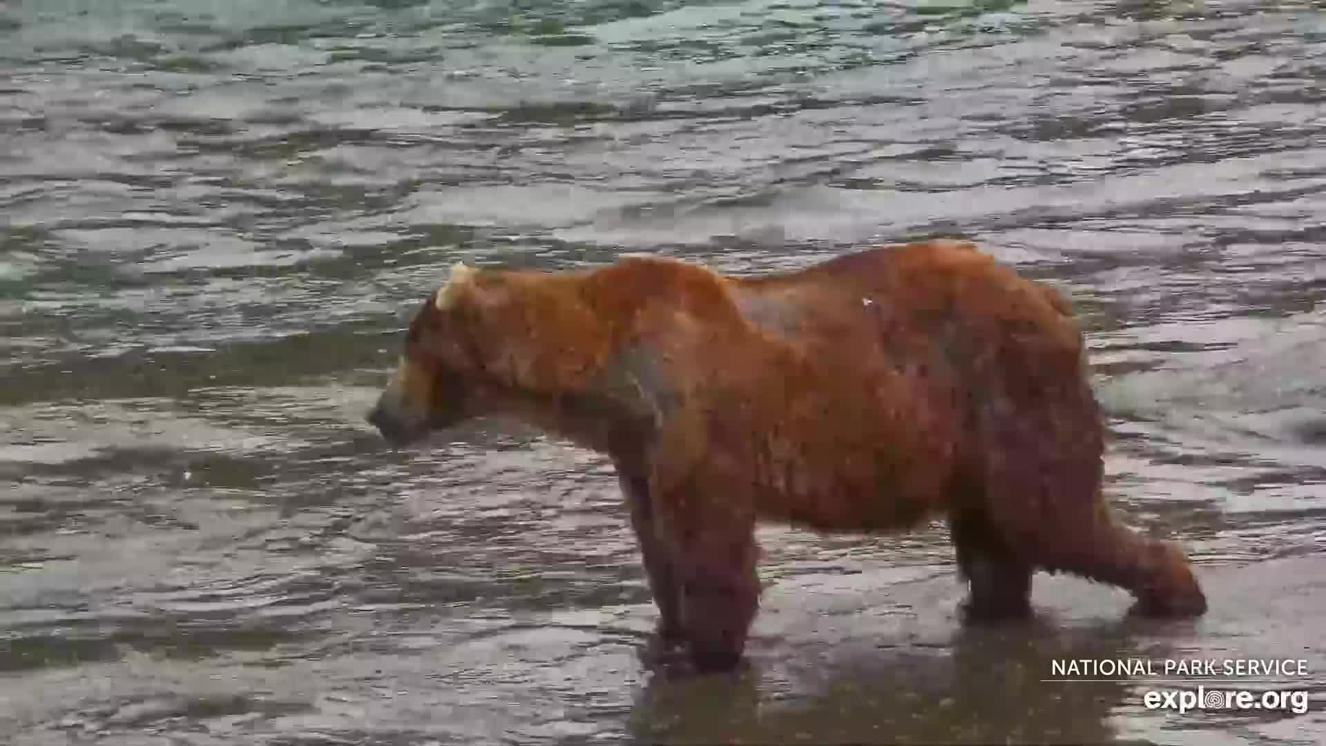 Disqus - Brown Bear Cam - Brooks Falls in Katmai National Park ...