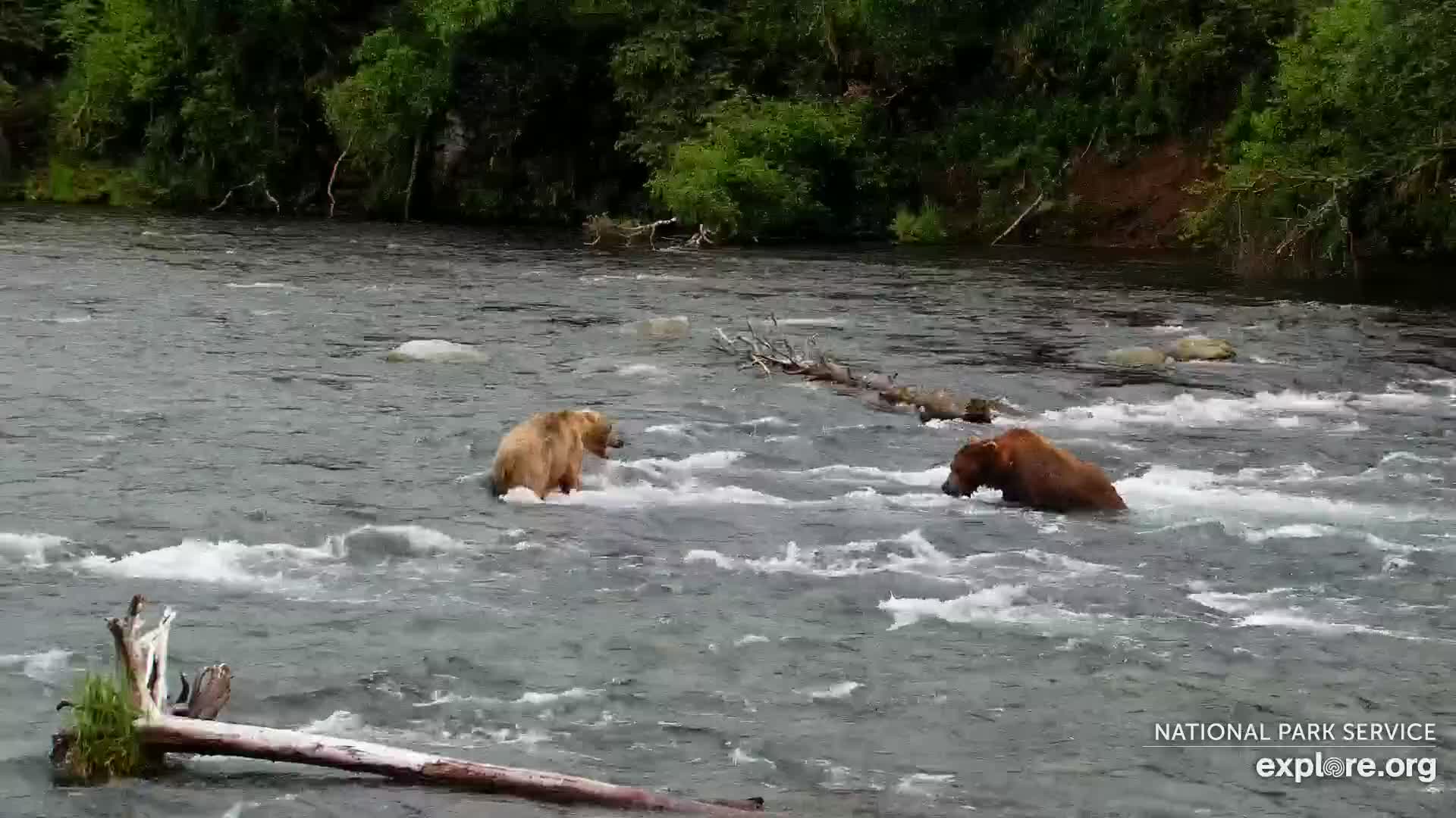 The Riffles Bear Cam Snapshot taken by 280z | Explore.org