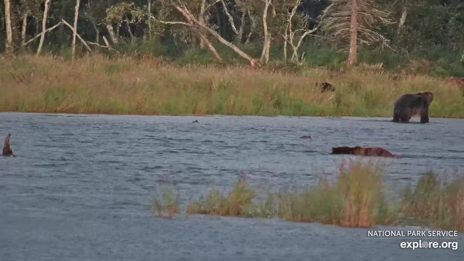 Disqus - Brown Bear Cam - Brooks Falls in Katmai National Park ...