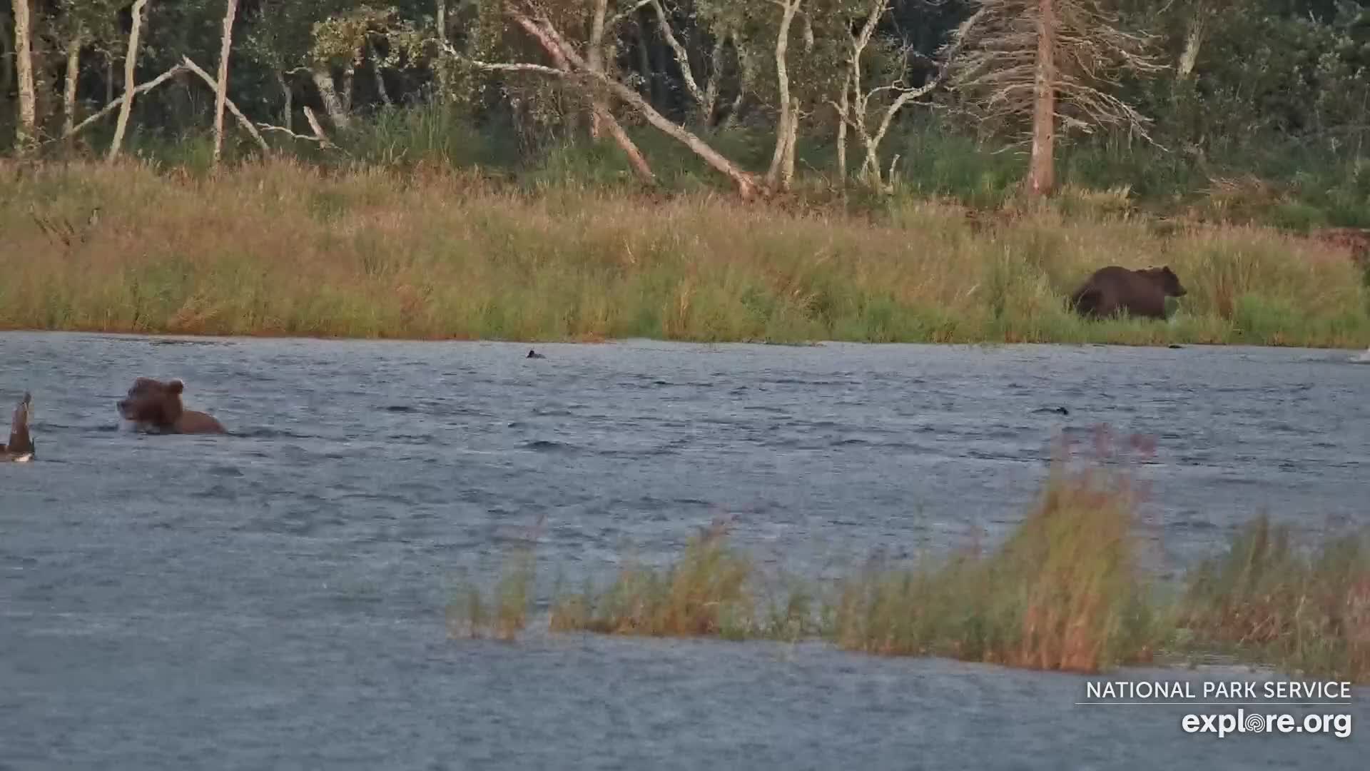 Disqus - Brown Bear Cam - Brooks Falls in Katmai National Park ...