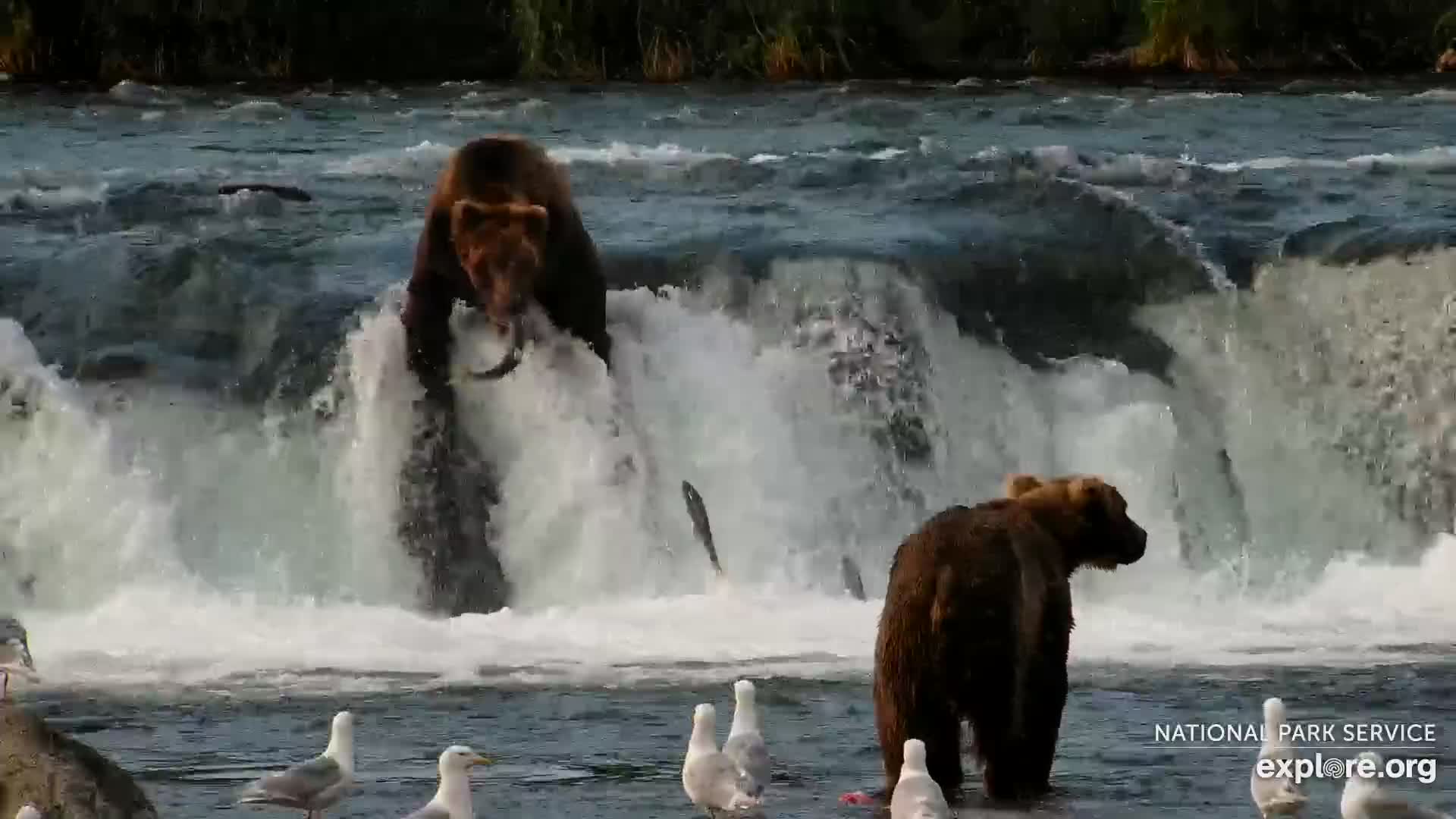 Disqus - Live Bear Cam in Alaska - River Watch, Katmai National Park ...