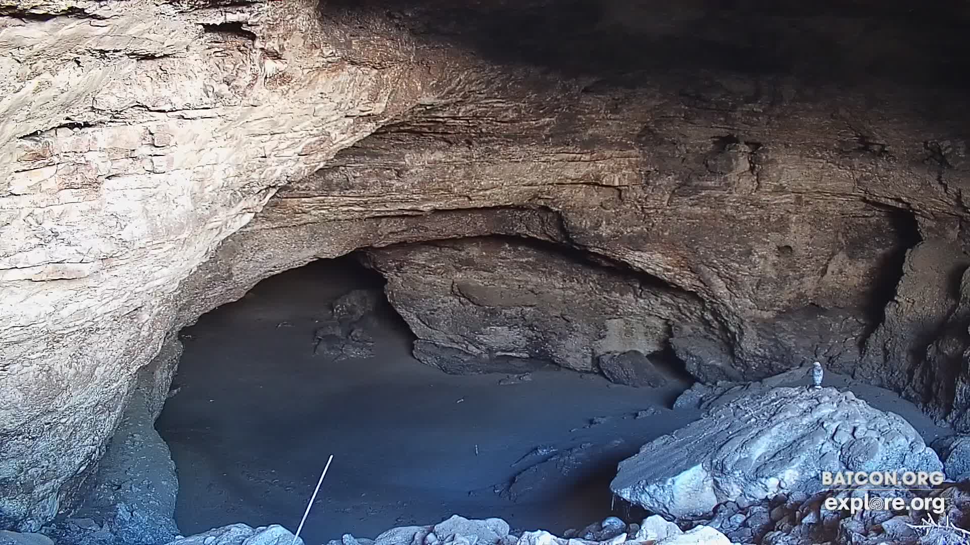 Inside Bracken Bat Cave Snapshot taken by MidgePortner | Explore.org