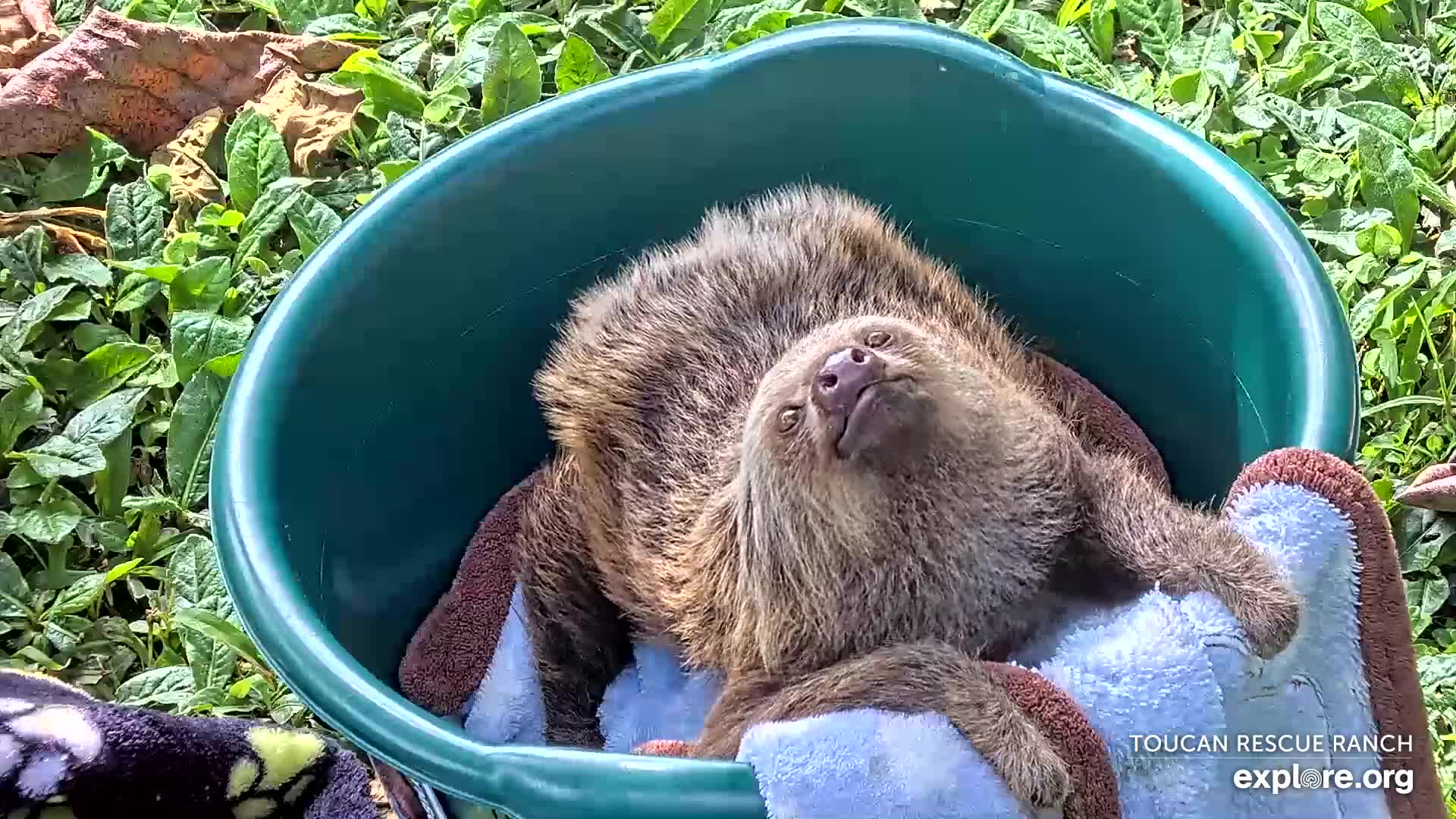 Sloth TV Playground Cam Snapshot taken by Jewel2 | Explore.org