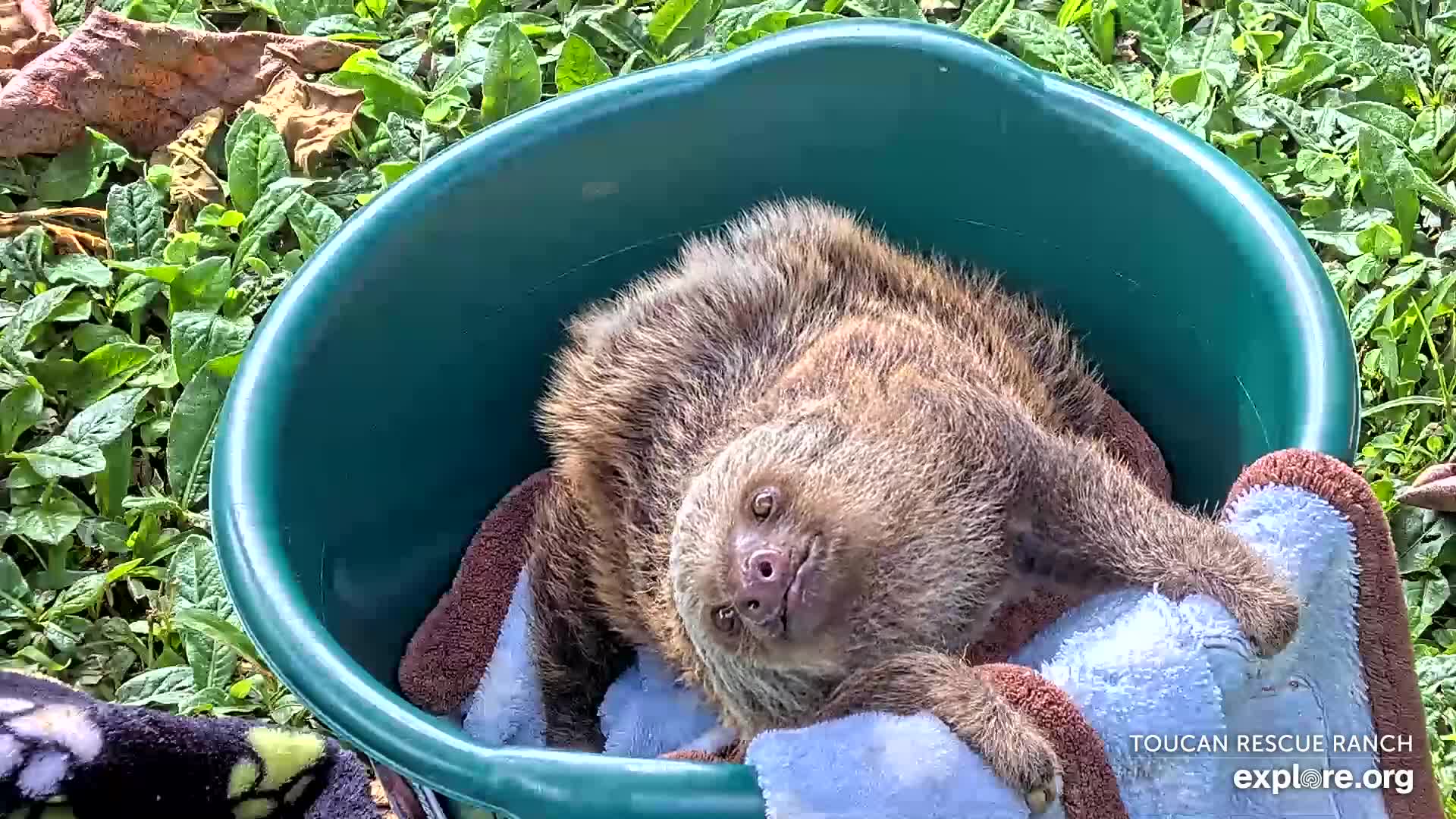 Sloth TV Playground Cam Snapshot taken by Jewel2 | Explore.org