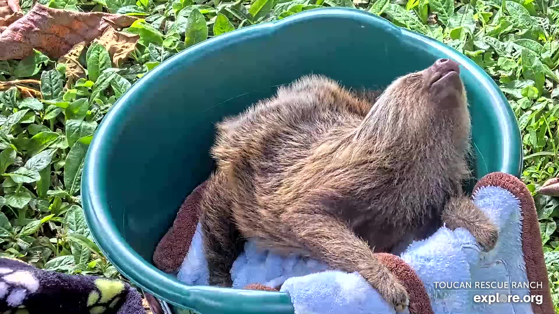 Sloth TV Playground Cam Snapshot taken by Jewel2 | Explore.org
