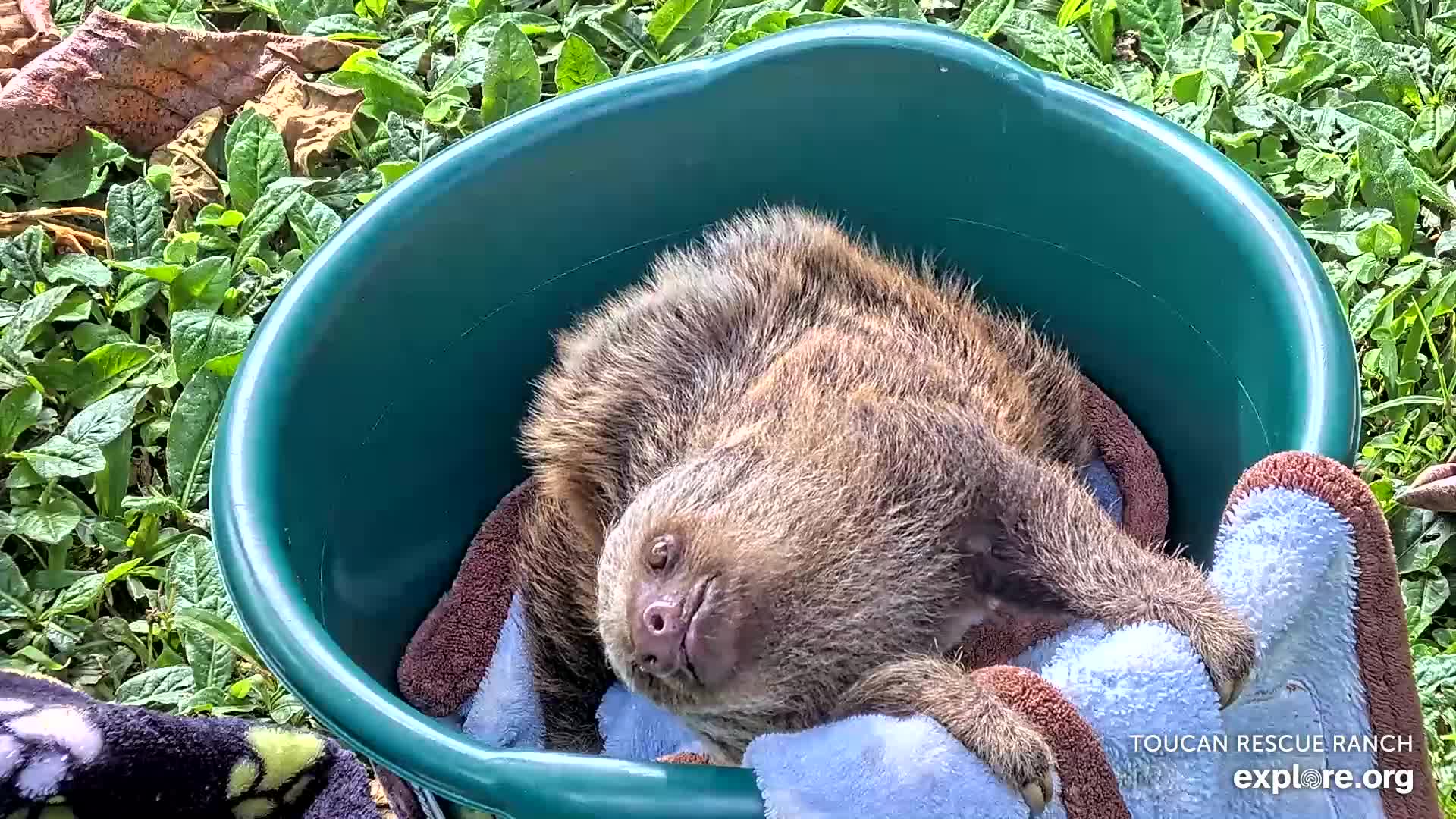 Sloth TV Playground Cam Snapshot taken by Jewel2 | Explore.org