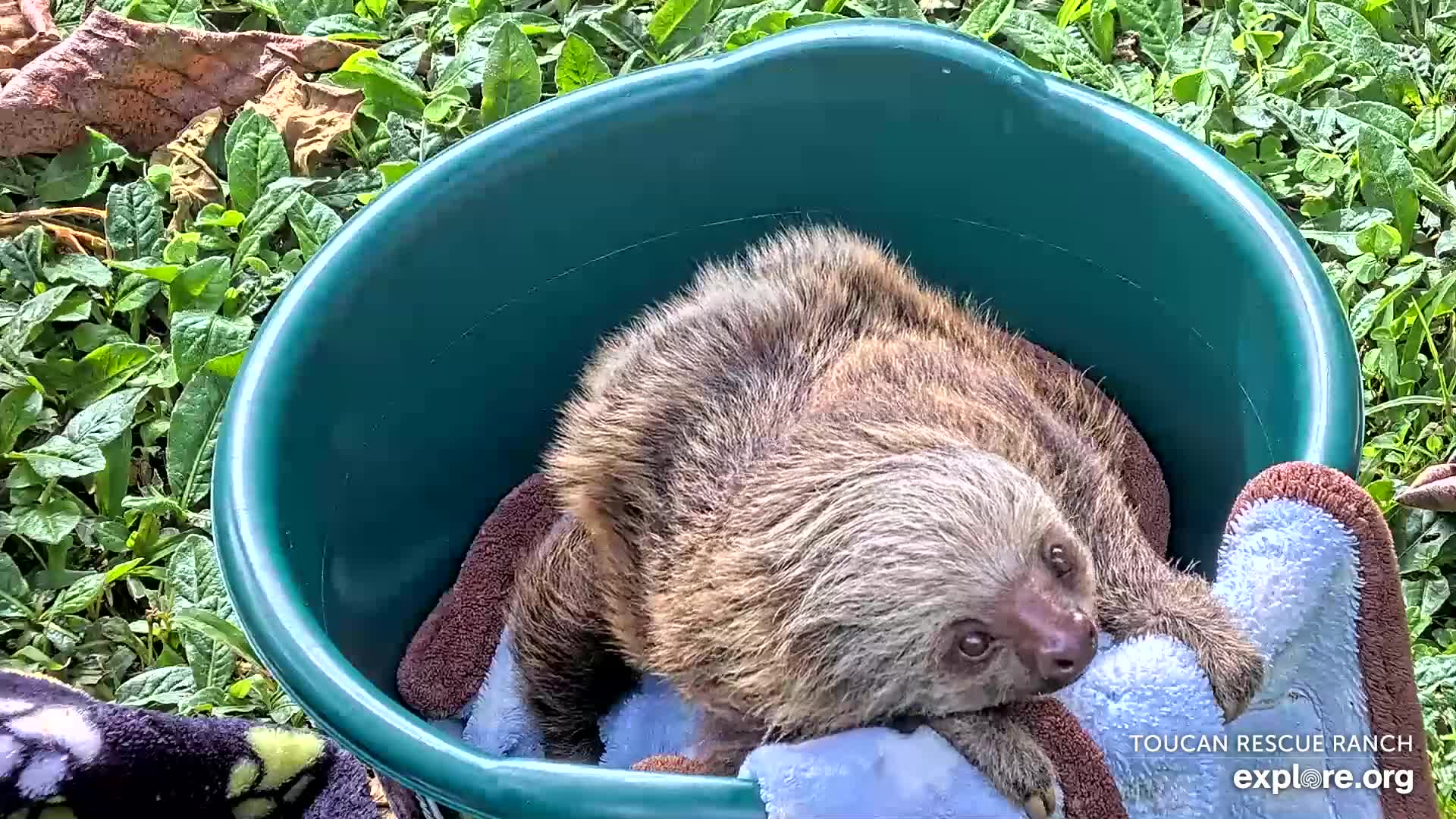 Sloth TV Playground Cam Snapshot taken by Jewel2 | Explore.org