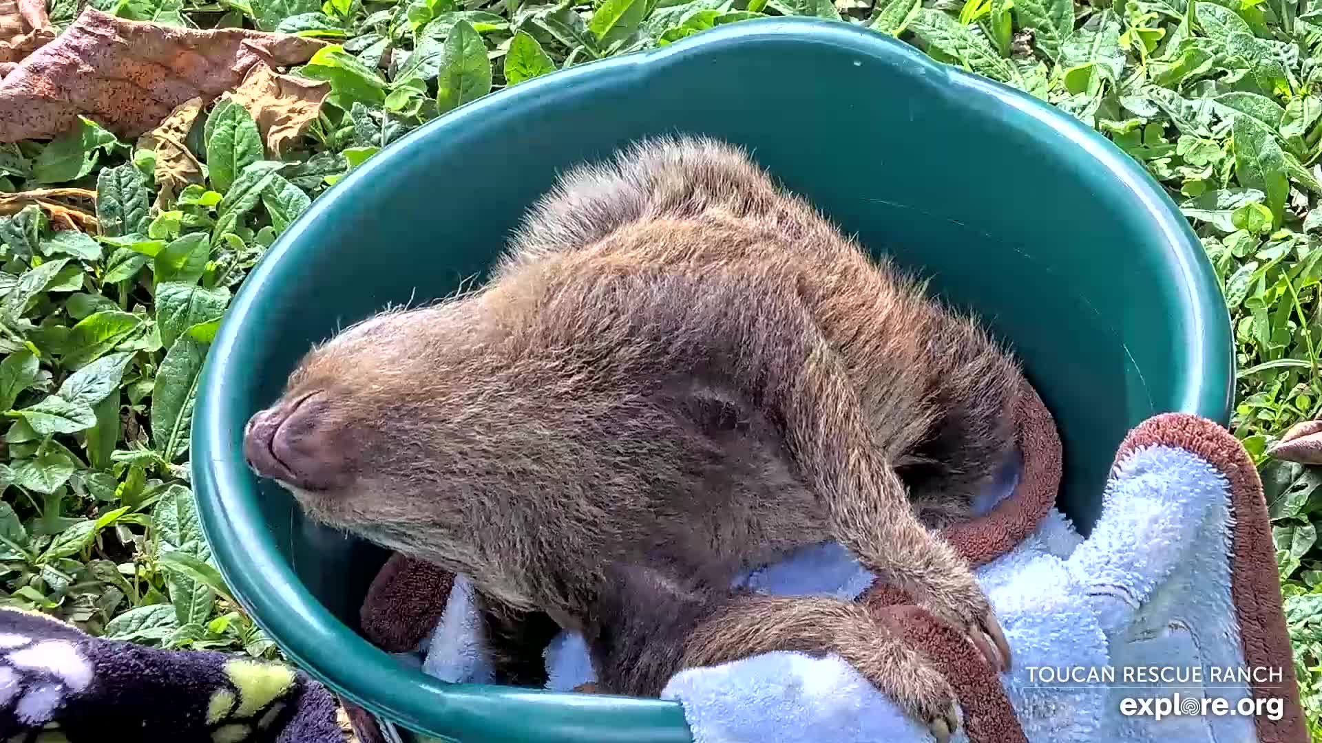 Sloth TV Playground Cam Snapshot taken by Jewel2 | Explore.org