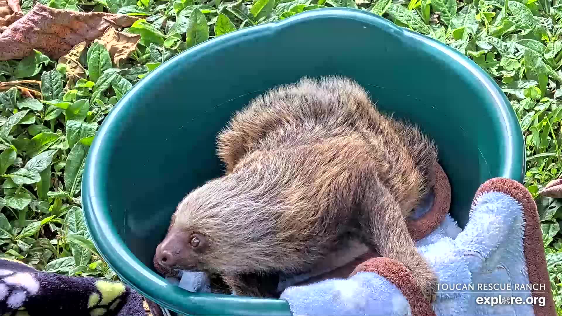 Sloth TV Playground Cam Snapshot taken by Jewel2 | Explore.org