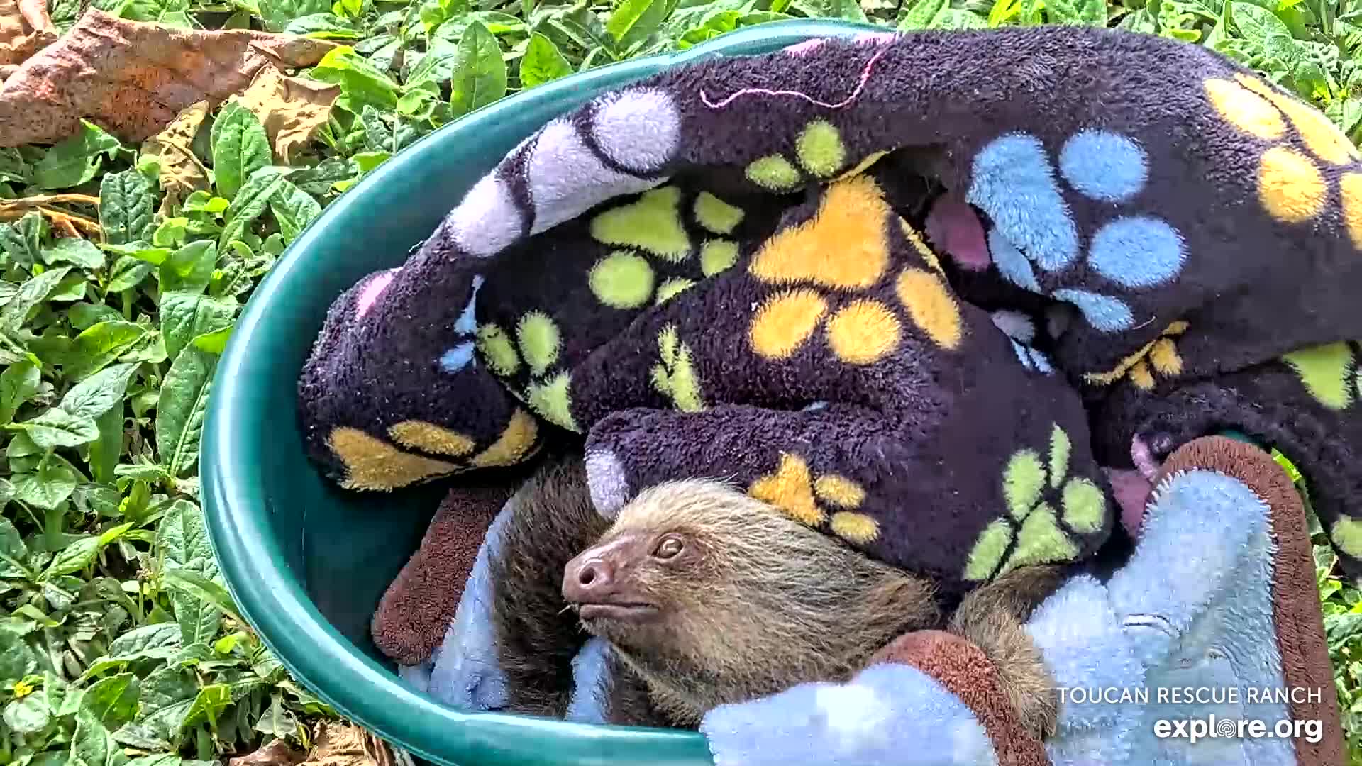 Sloth TV Playground Cam Snapshot taken by Jewel2 | Explore.org