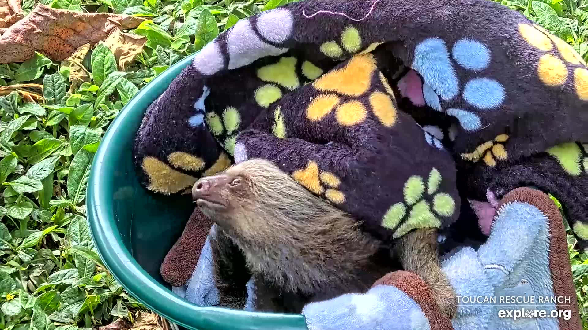 Sloth TV Playground Cam Snapshot taken by Jewel2 | Explore.org