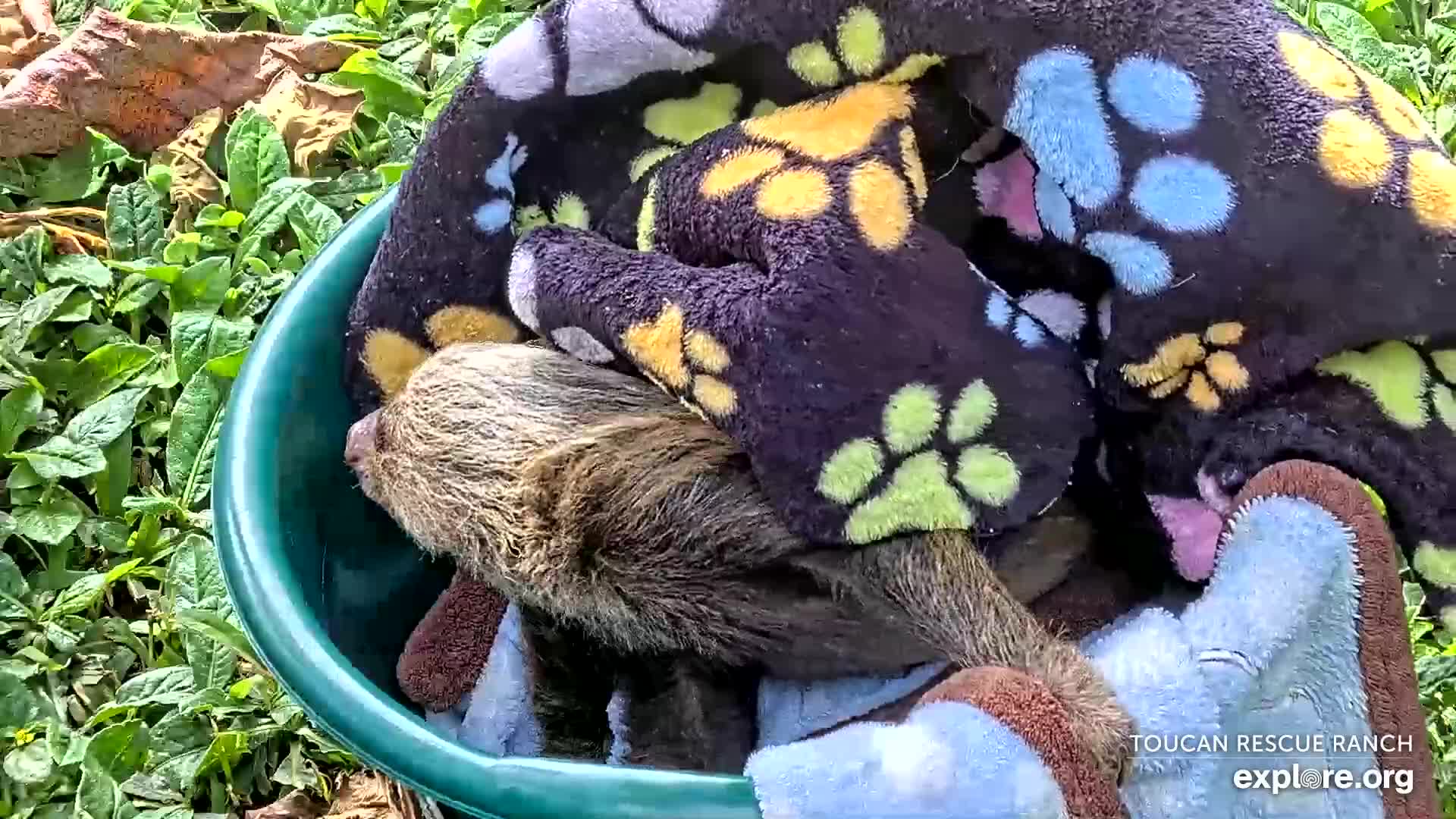 Sloth TV Playground Cam Snapshot taken by Jewel2 | Explore.org