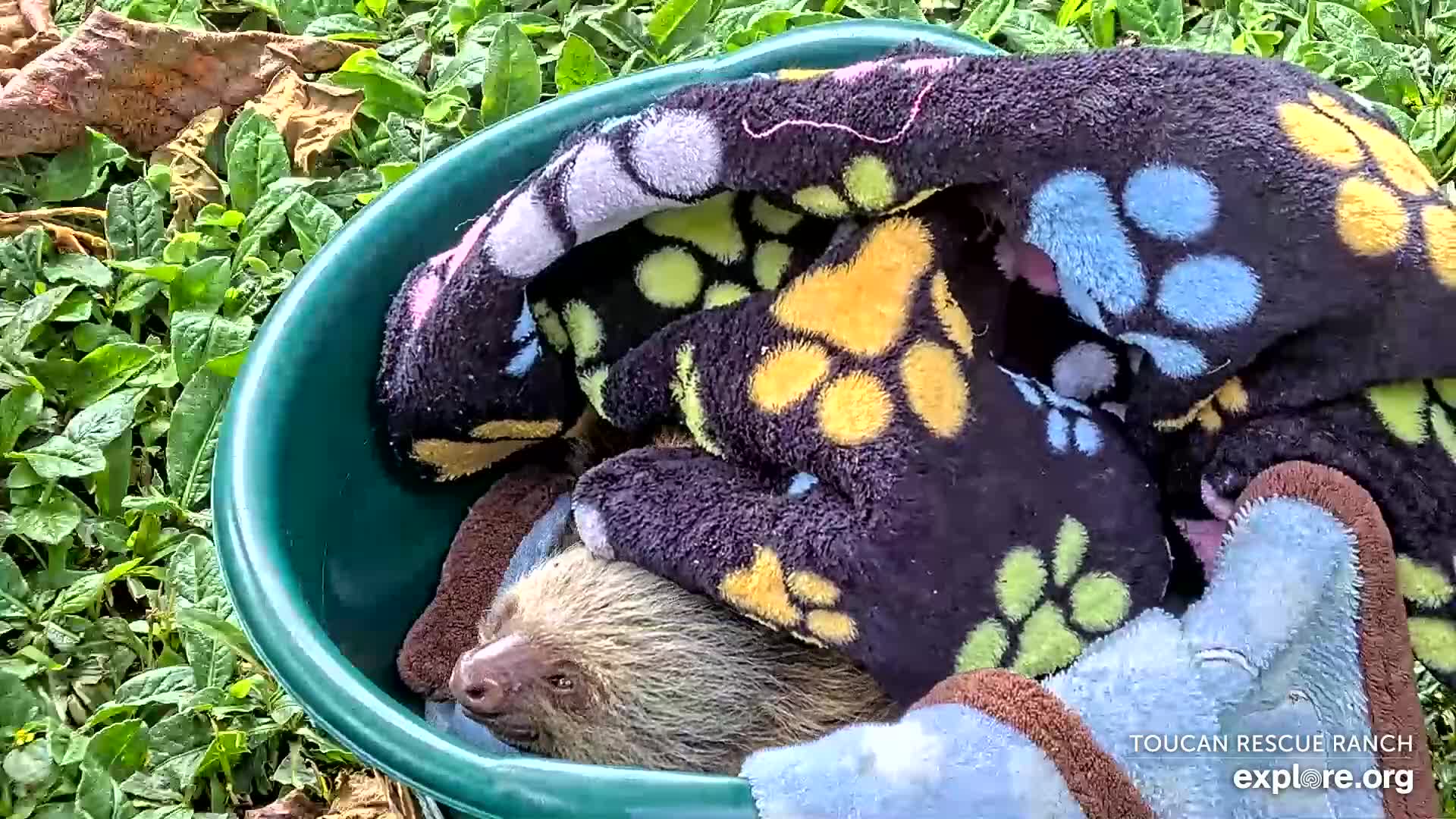 Sloth TV Playground Cam Snapshot taken by Jewel2 | Explore.org