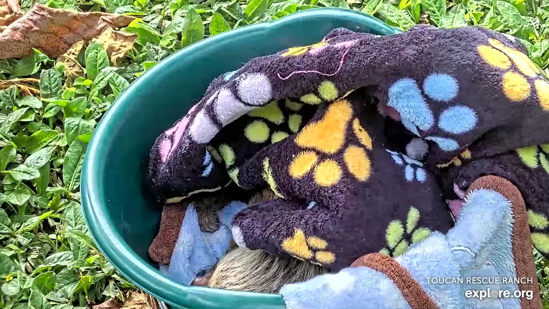 Sloth TV Playground Cam Snapshot taken by Jewel2 | Explore.org