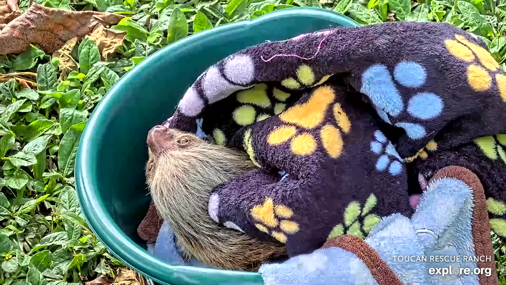 Sloth TV Playground Cam Snapshot taken by Jewel2 | Explore.org