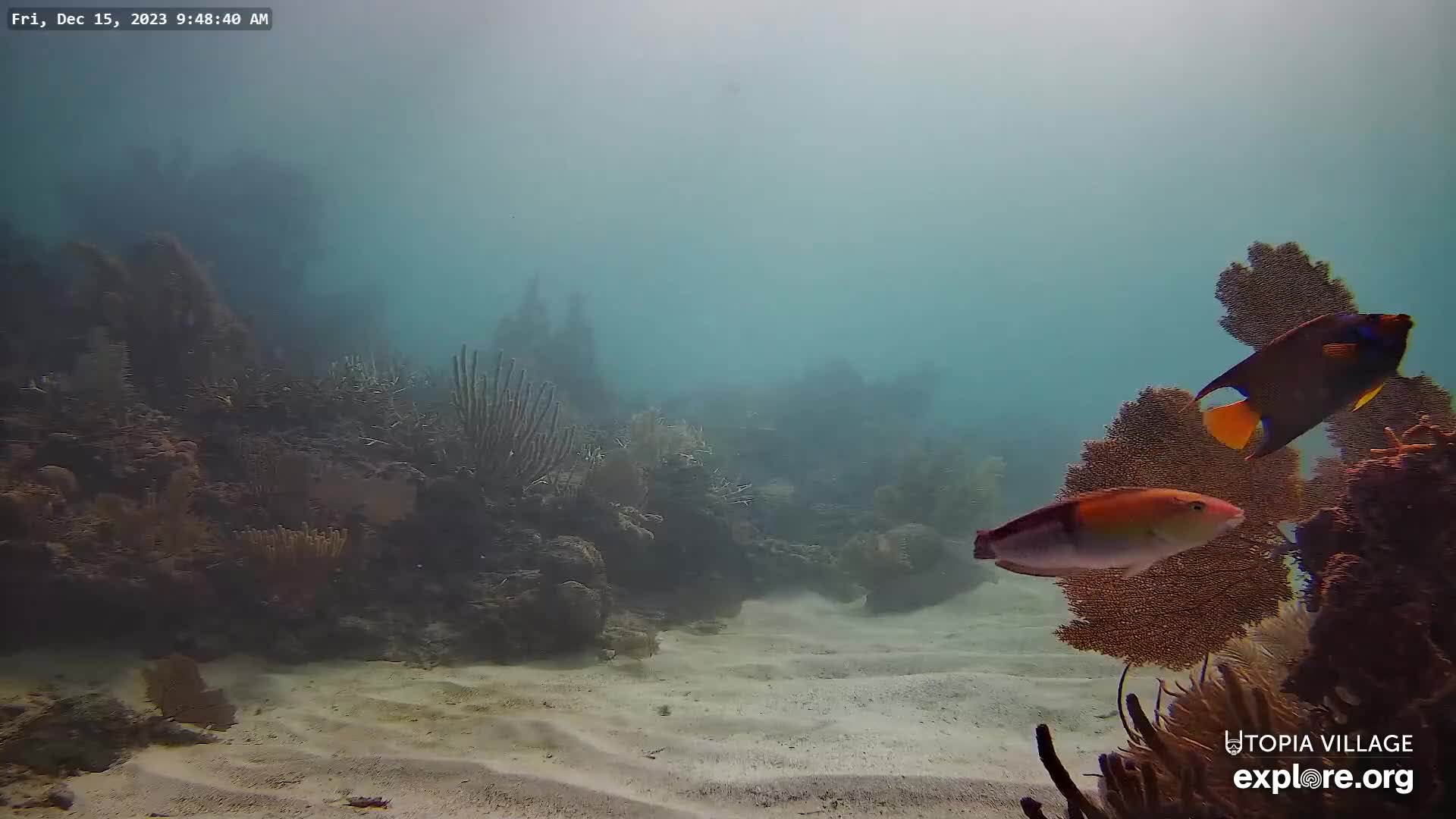 Sandy Channel Underwater Reef Cam Snapshot taken by H2O_Explorer ...