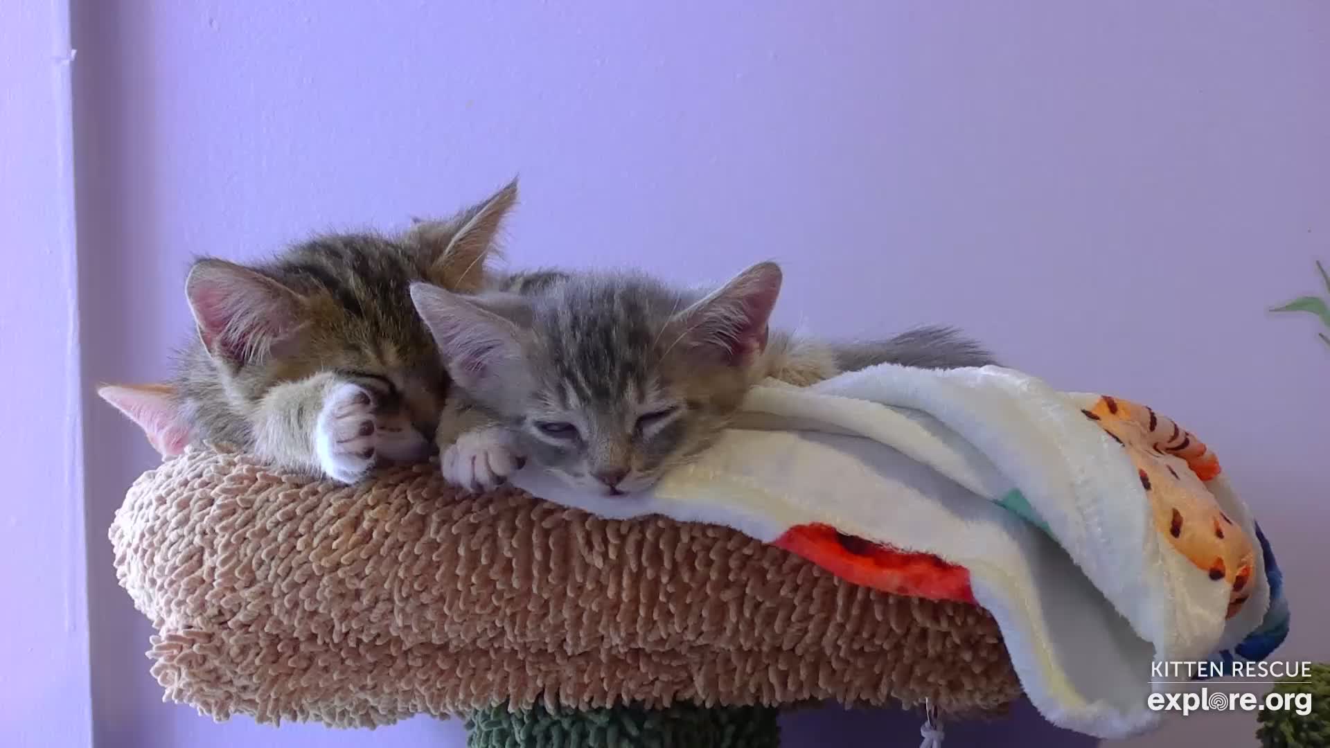 Kitten Rescue Sanctuary Snapshot taken by Jerseydevil43 | Explore.org