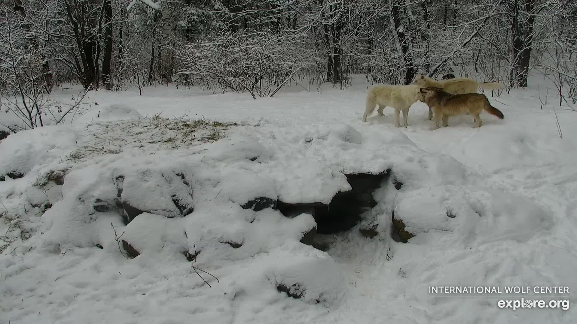 International Wolf Center North Camera Snapshot taken by Jerseydevil43 ...