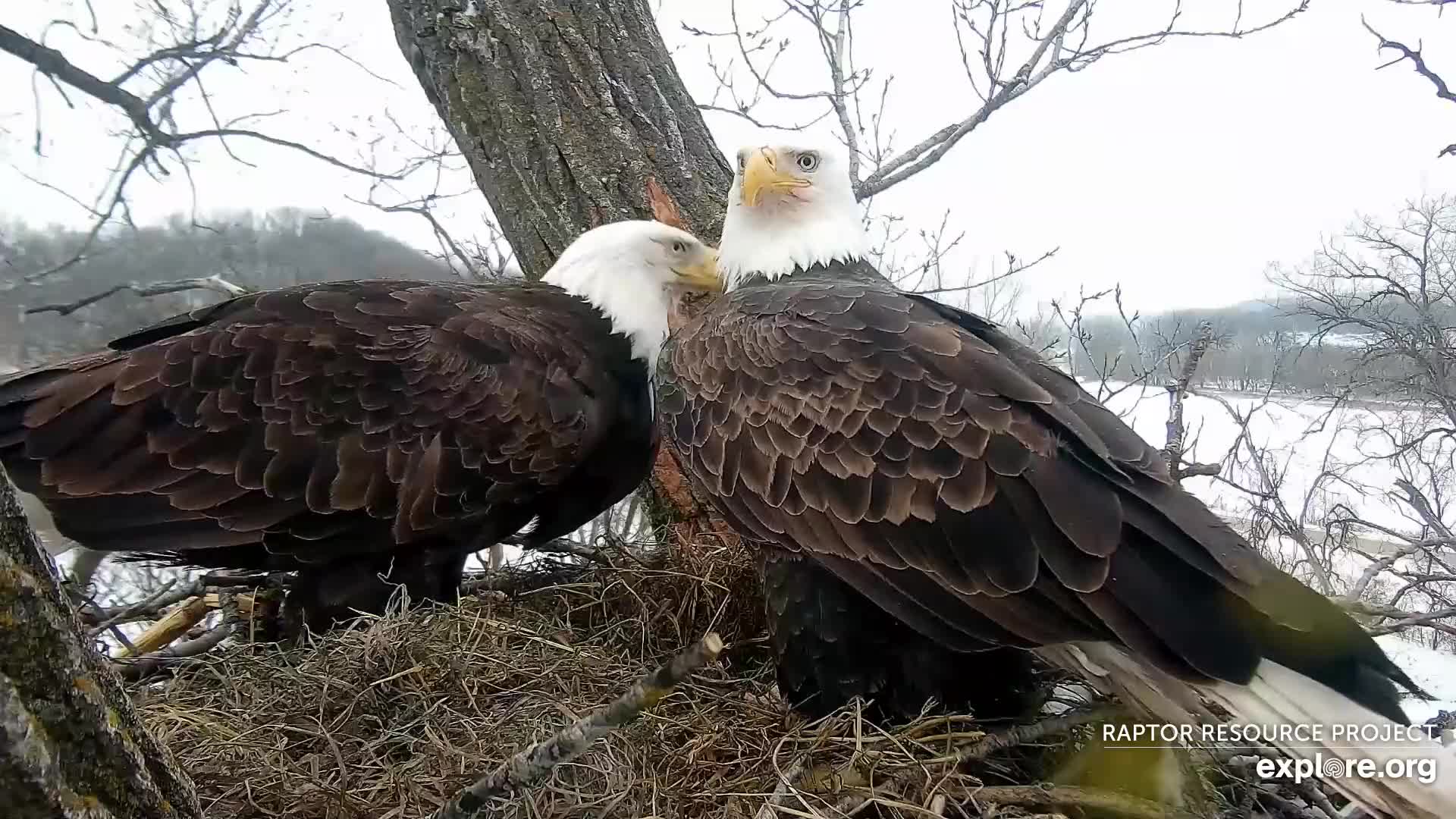 Decorah Eagles Snapshot taken by Jerseydevil43 | Explore.org