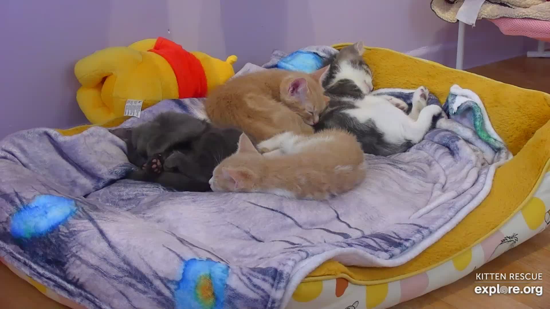 Kitten Rescue Sanctuary Snapshot taken by Tina177 | Explore.org