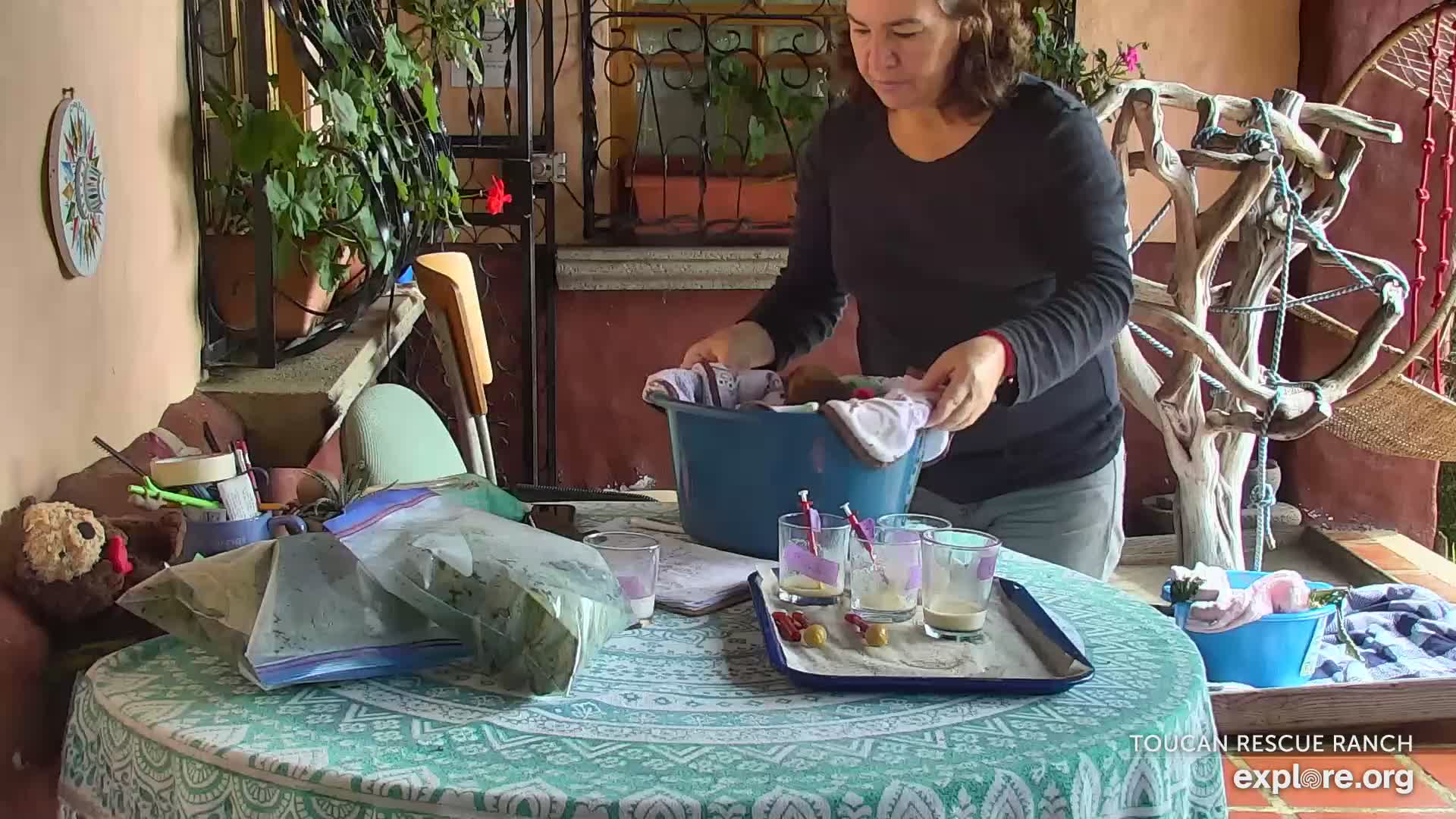 Sloth TV Snapshot taken by Jewel2 | Explore.org