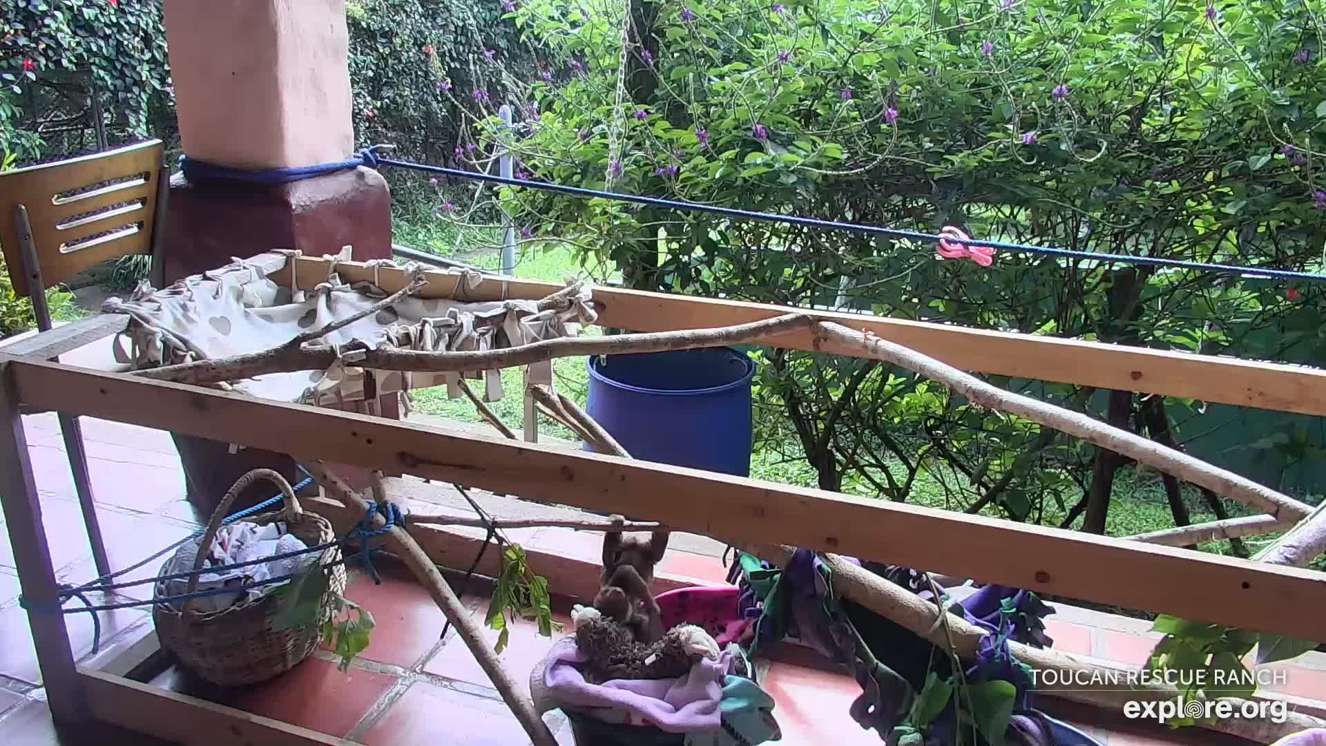 Sloth TV Snapshot taken by Jewel2 | Explore.org