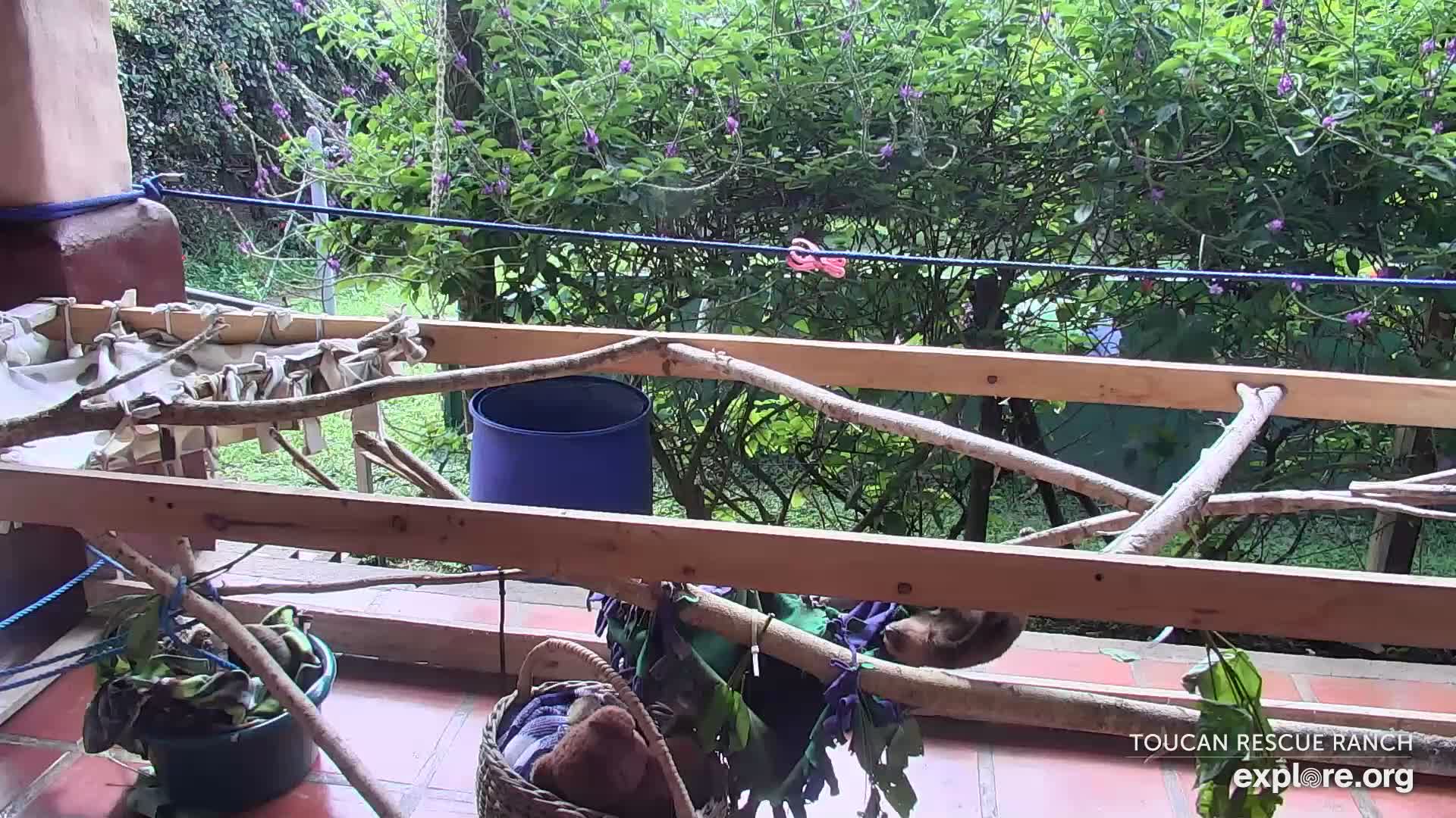 Sloth TV Snapshot taken by Jewel2 | Explore.org