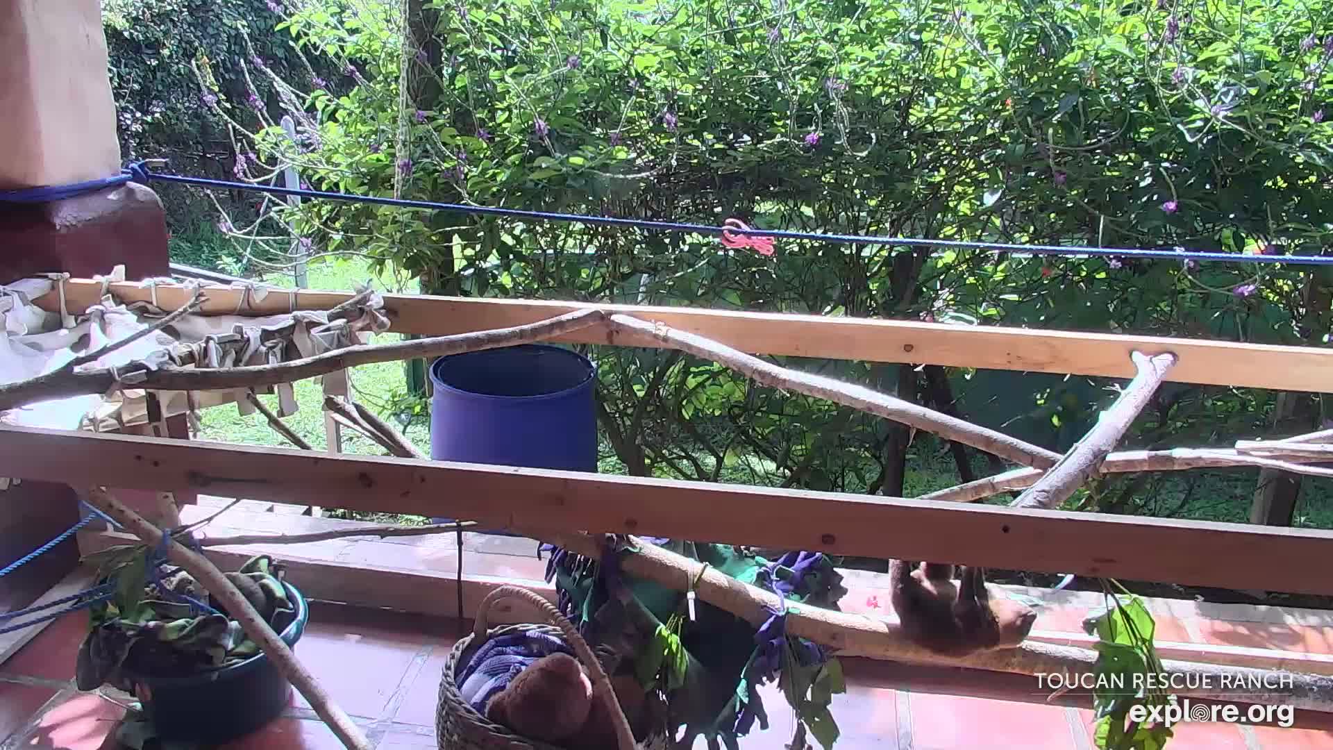 Sloth TV Snapshot taken by Jewel2 | Explore.org