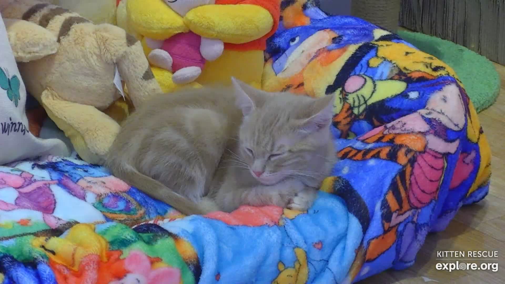 Kitten Rescue Sanctuary Snapshot taken by yarrow7 | Explore.org