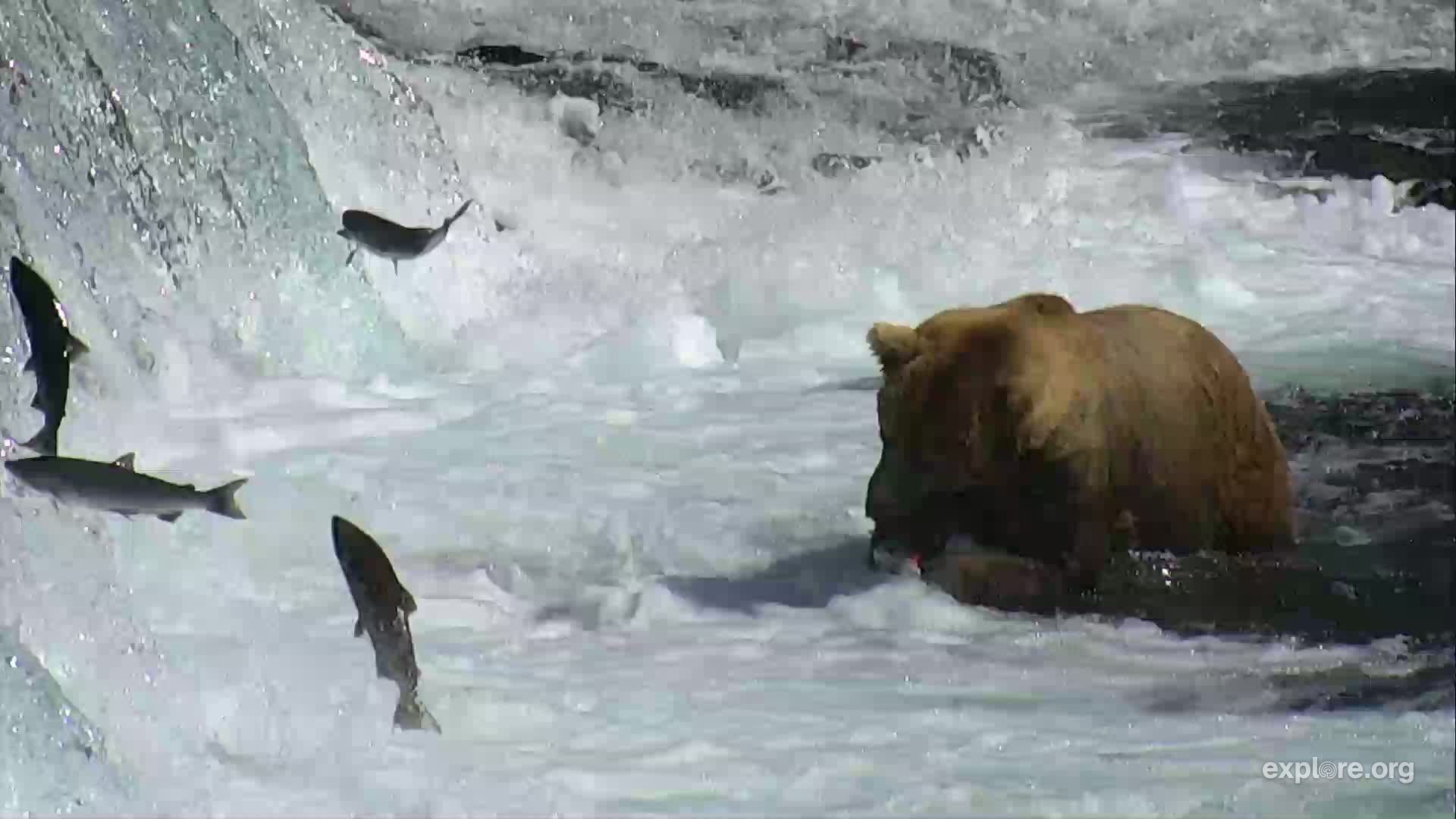 LIVE HD WEBCAM Alaska Bears v. Jumping Salmon | Radio Gunk