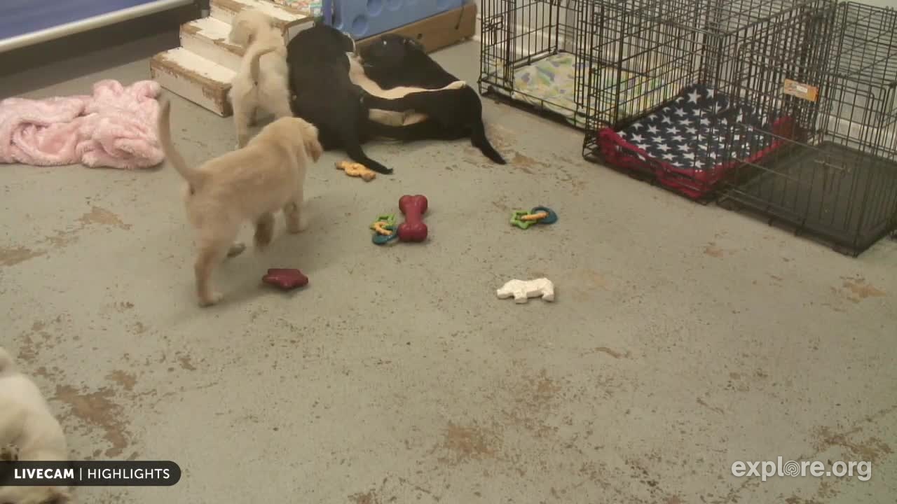 Puppy Playroom at Warrior Canine Connection Snapshots | Explore.org