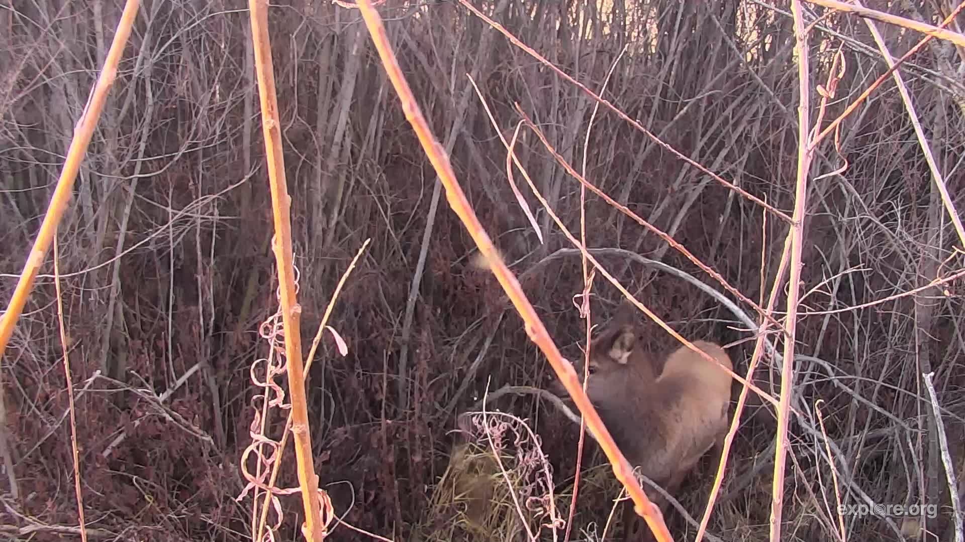 Long-Eared Owl Nest Snapshots | Explore.org