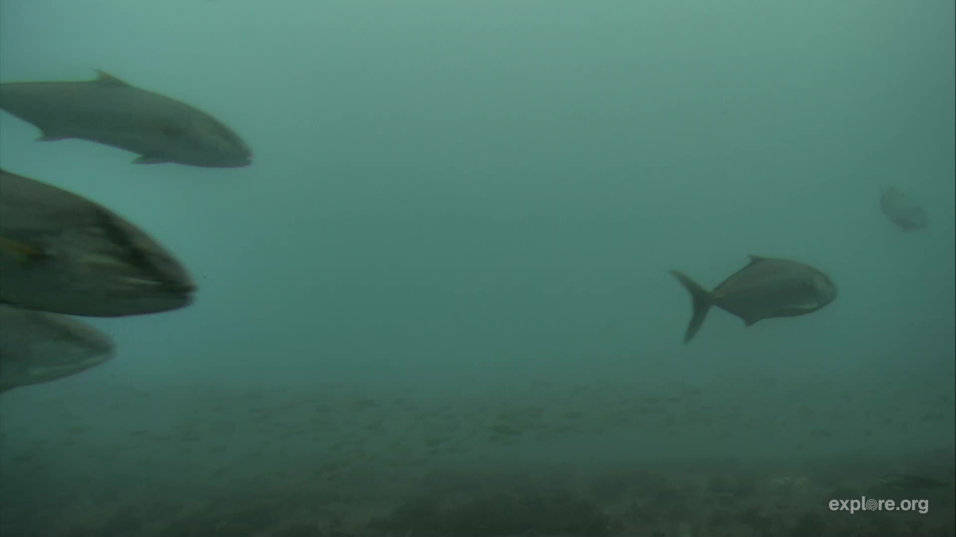 Sharks in the Atlantic Snapshots | Explore.org