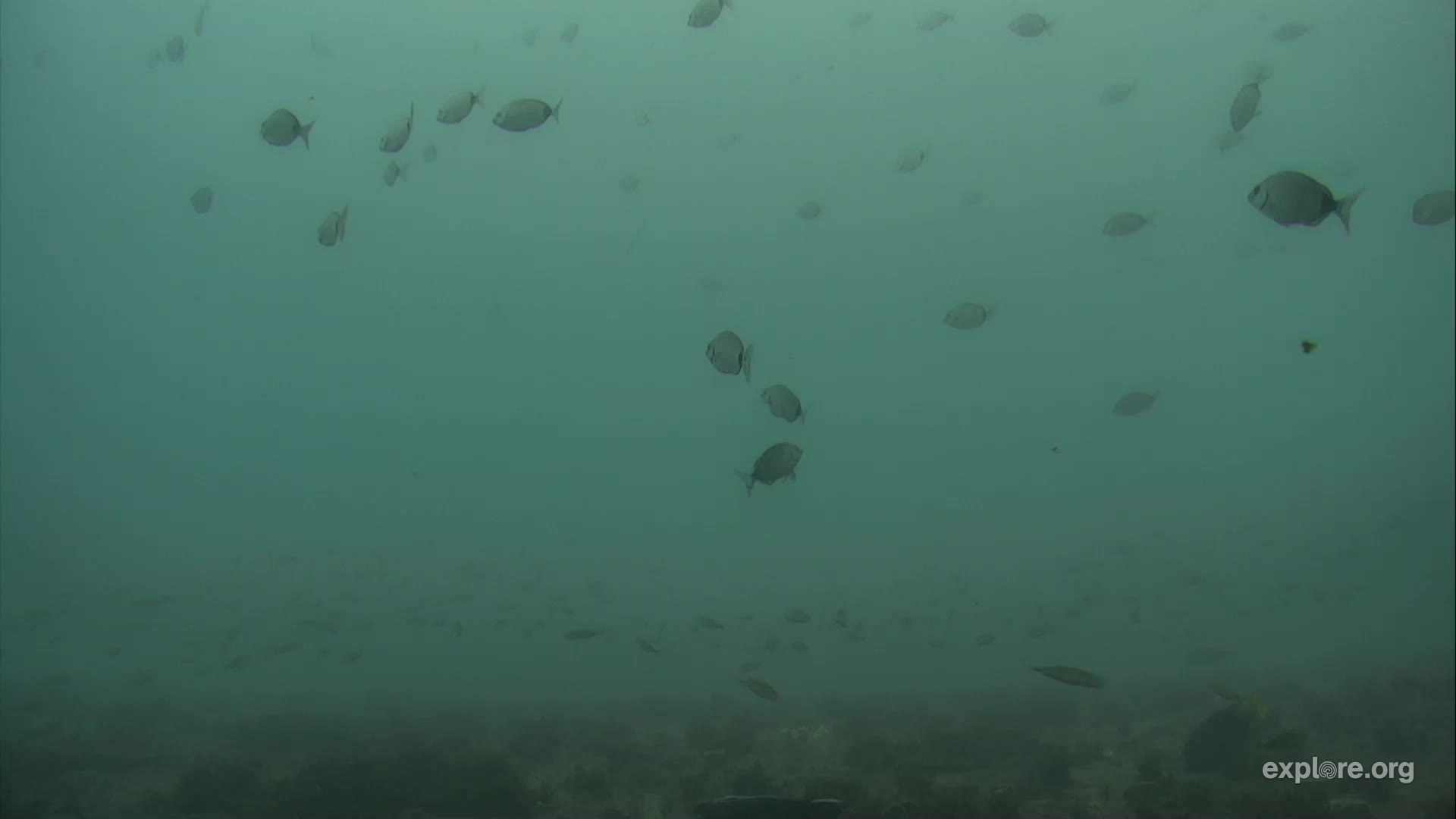 Sharks in the Atlantic Snapshots | Explore.org